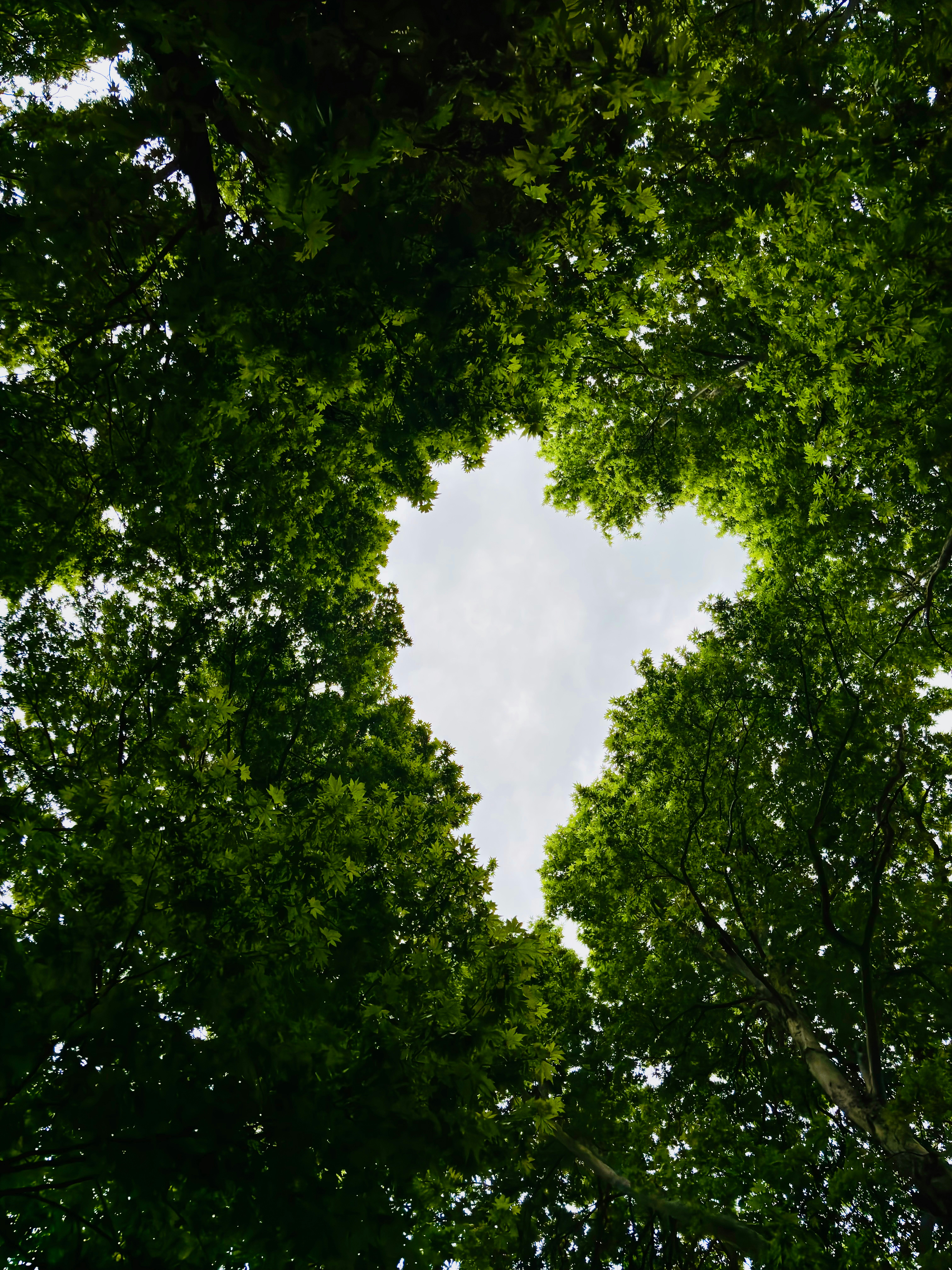 A heart carved by nature itself. | Looking up through green trees towards the sky.