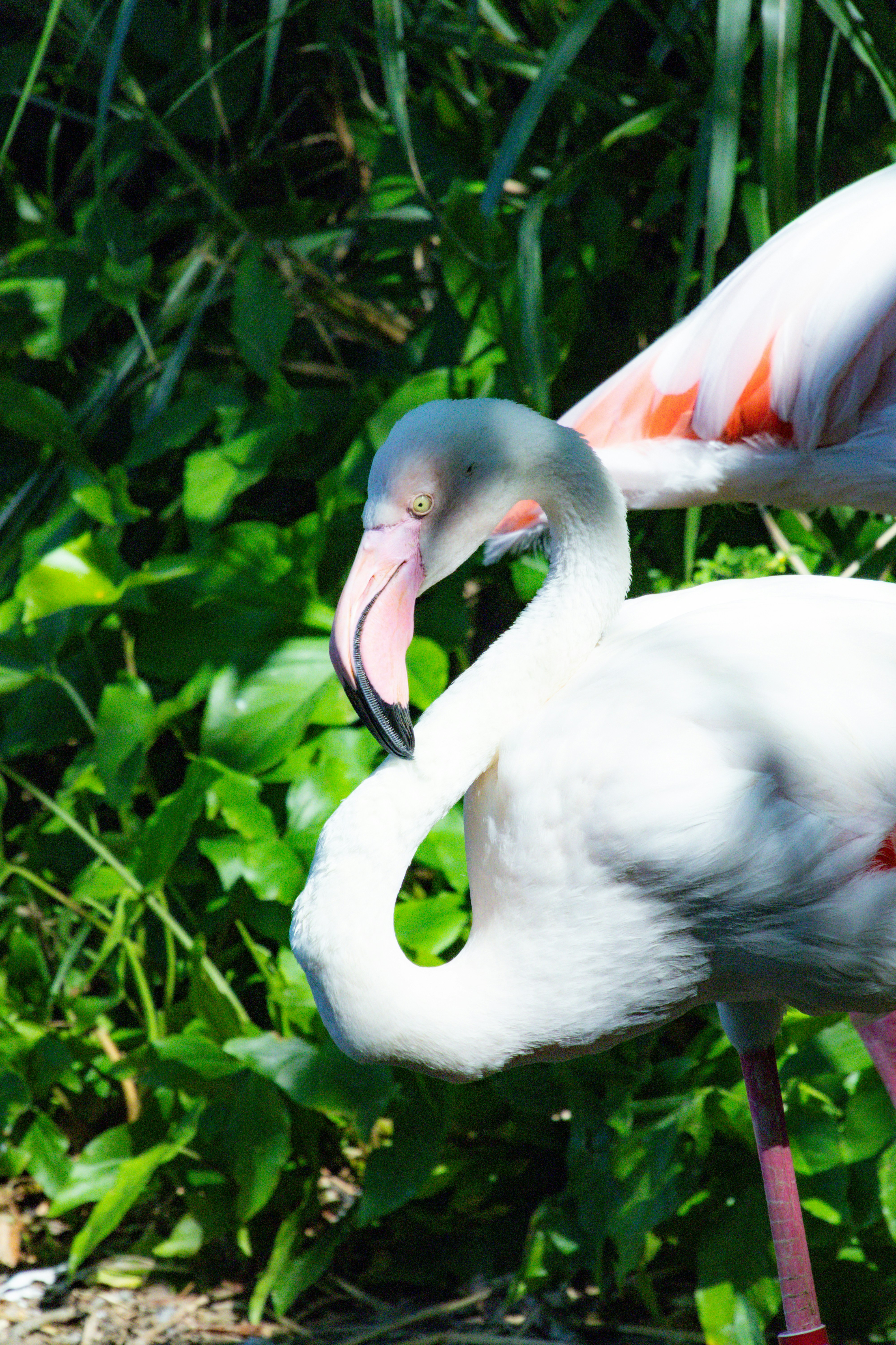 Elegance in Motion: The Flamingo's Grace