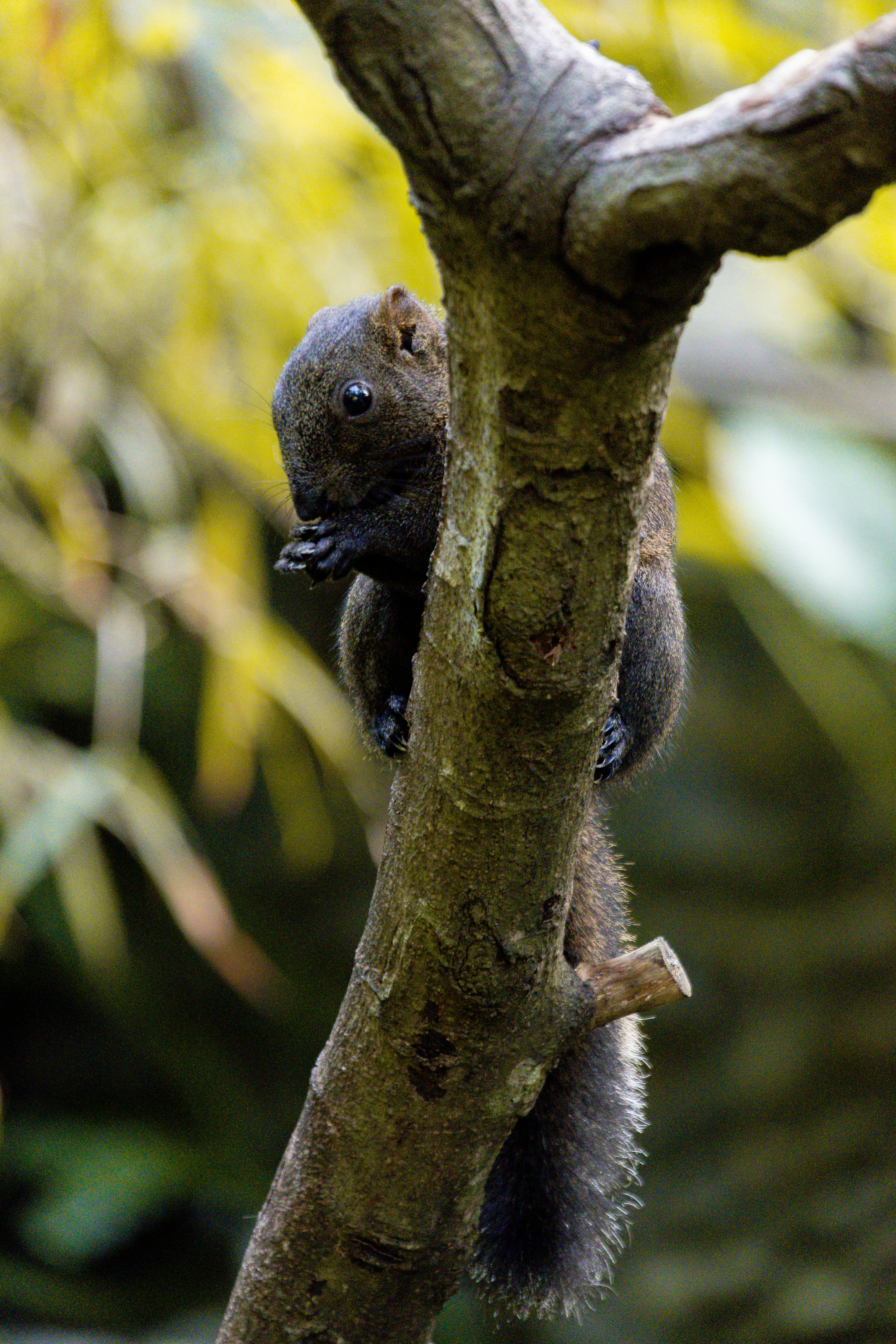 A Curious Encounter in the Canopy