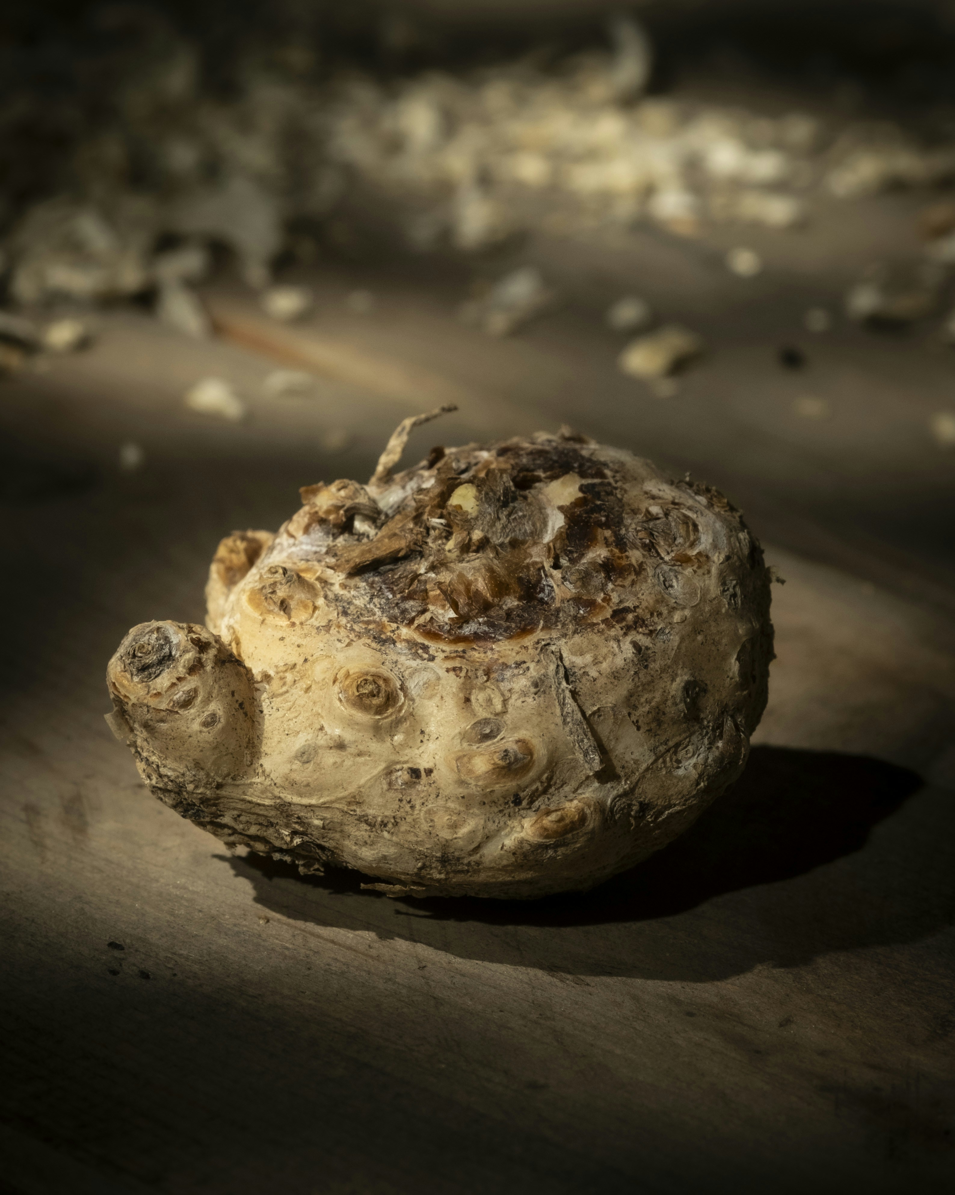 A single gnarled root vegetable on a wooden surface.