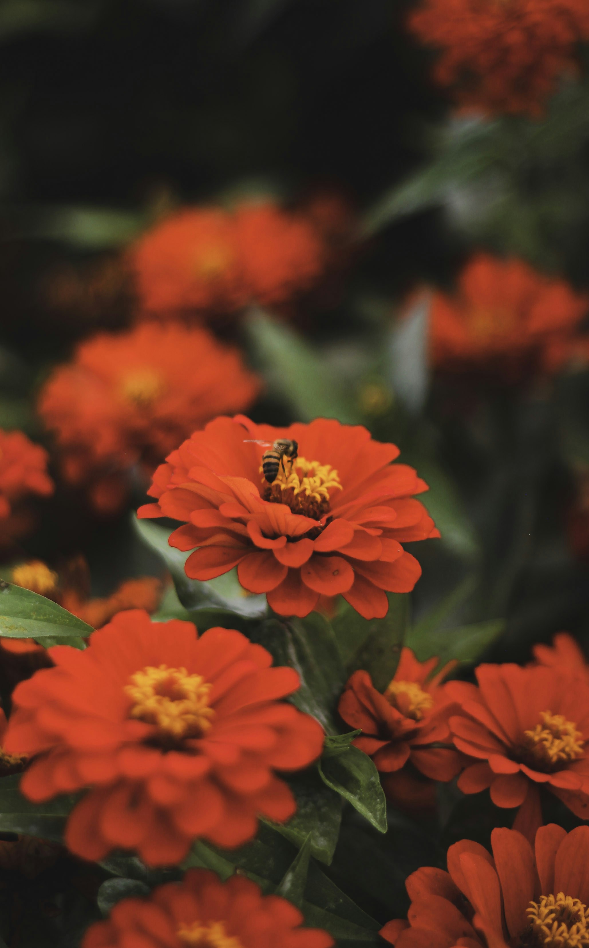 A bee collects nectar from a bright red zinnia flower.