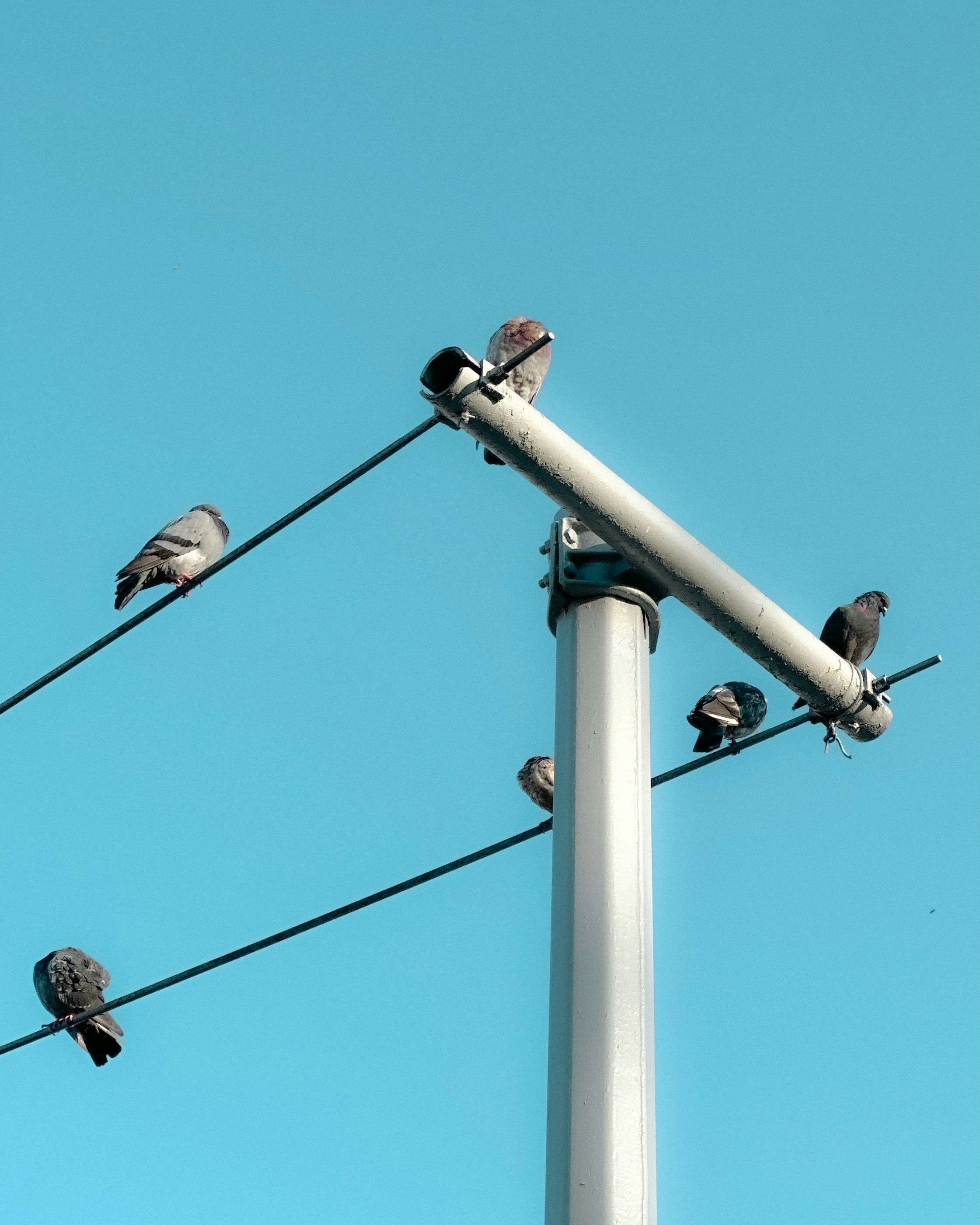 Melody in the Sky: A Chorus of Feathers