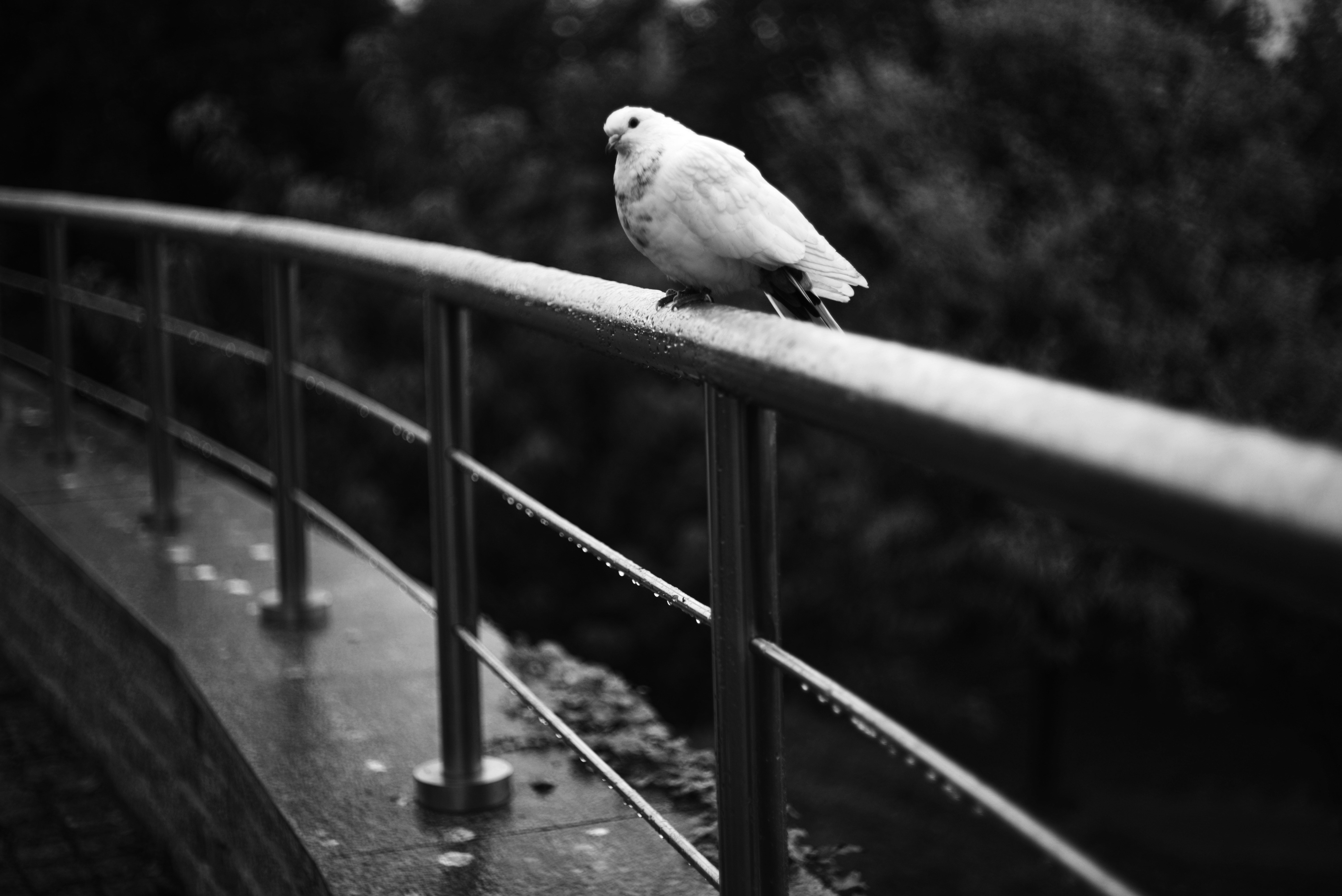A white dove sits on a wet metal railing.