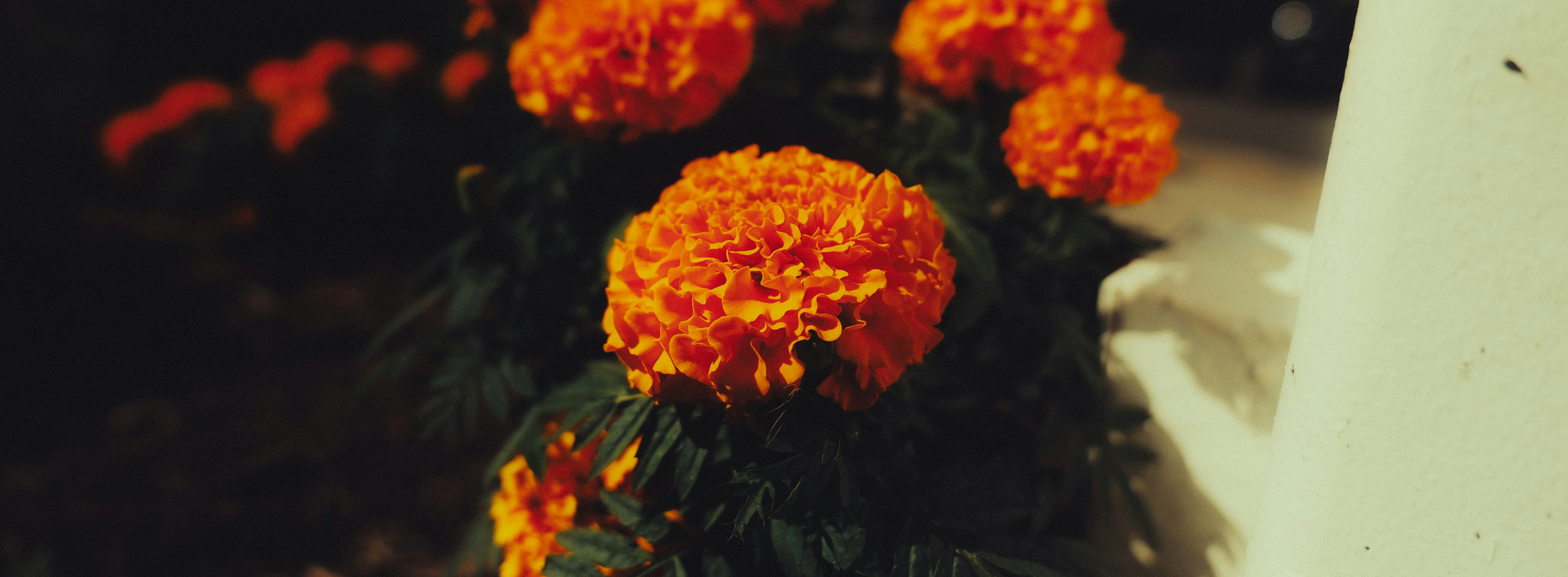 Vibrant Marigold Symphony