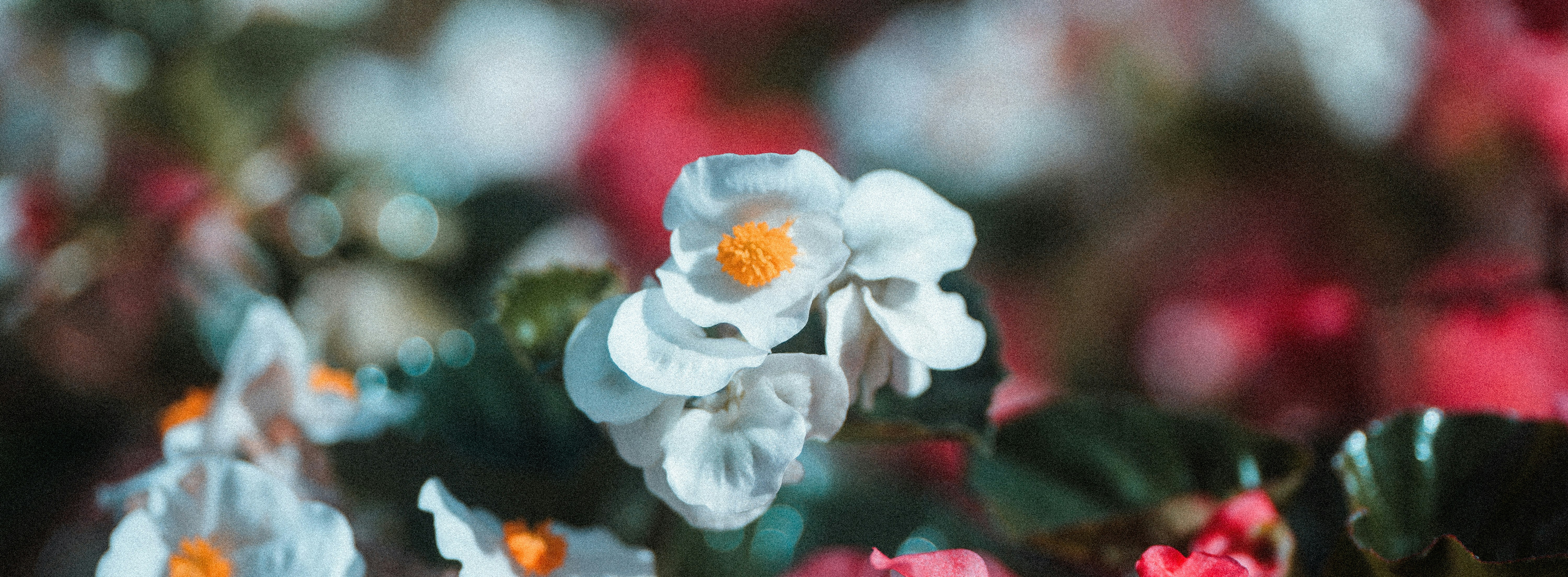 Whispers of Petals: A Floral Symphony