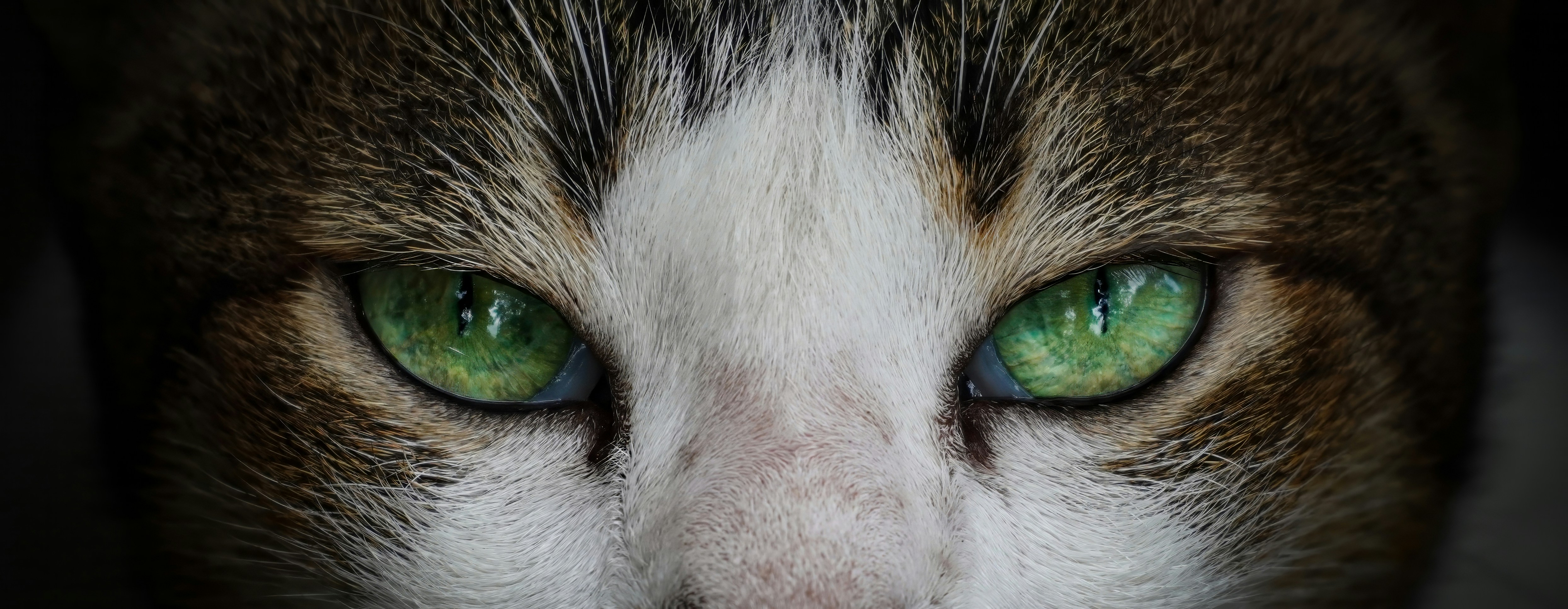 Emerald Gaze: The Enigma of Feline Eyes