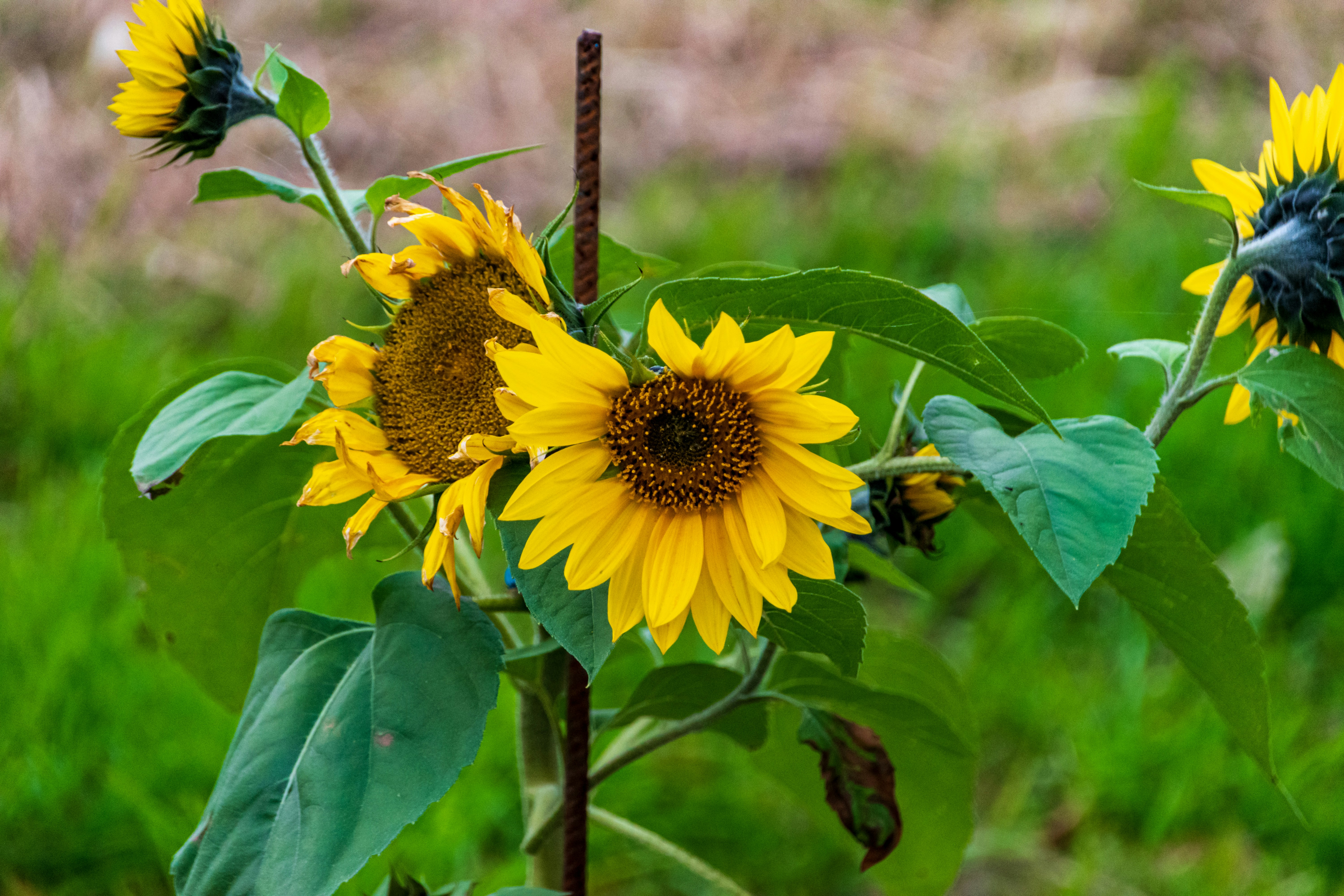 Sunlit Symphony of Sunflowers