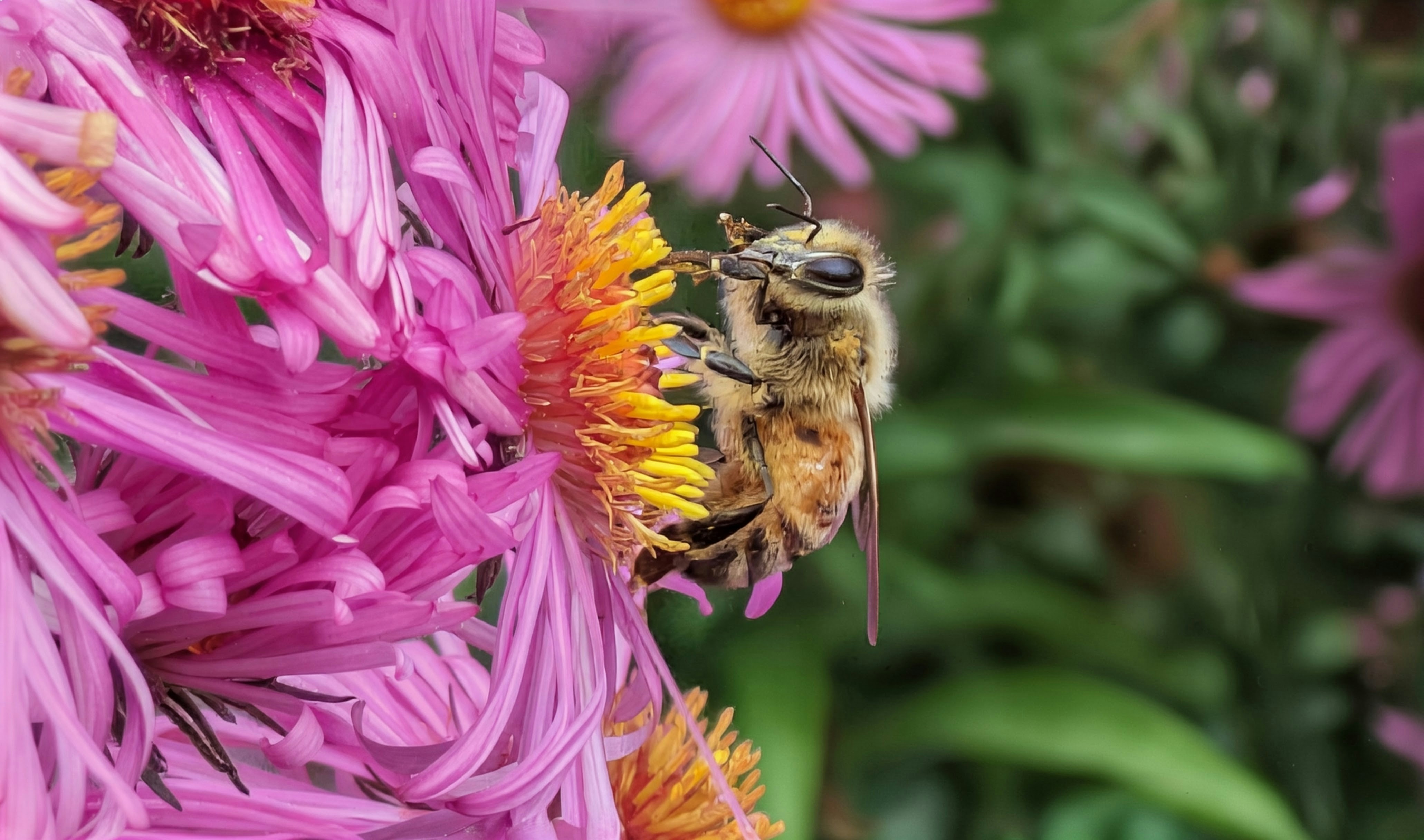 A honey bee collecting nectar and pollen from a vibrant pink-purple flower | A bee collects nectar from a pink aster flower.