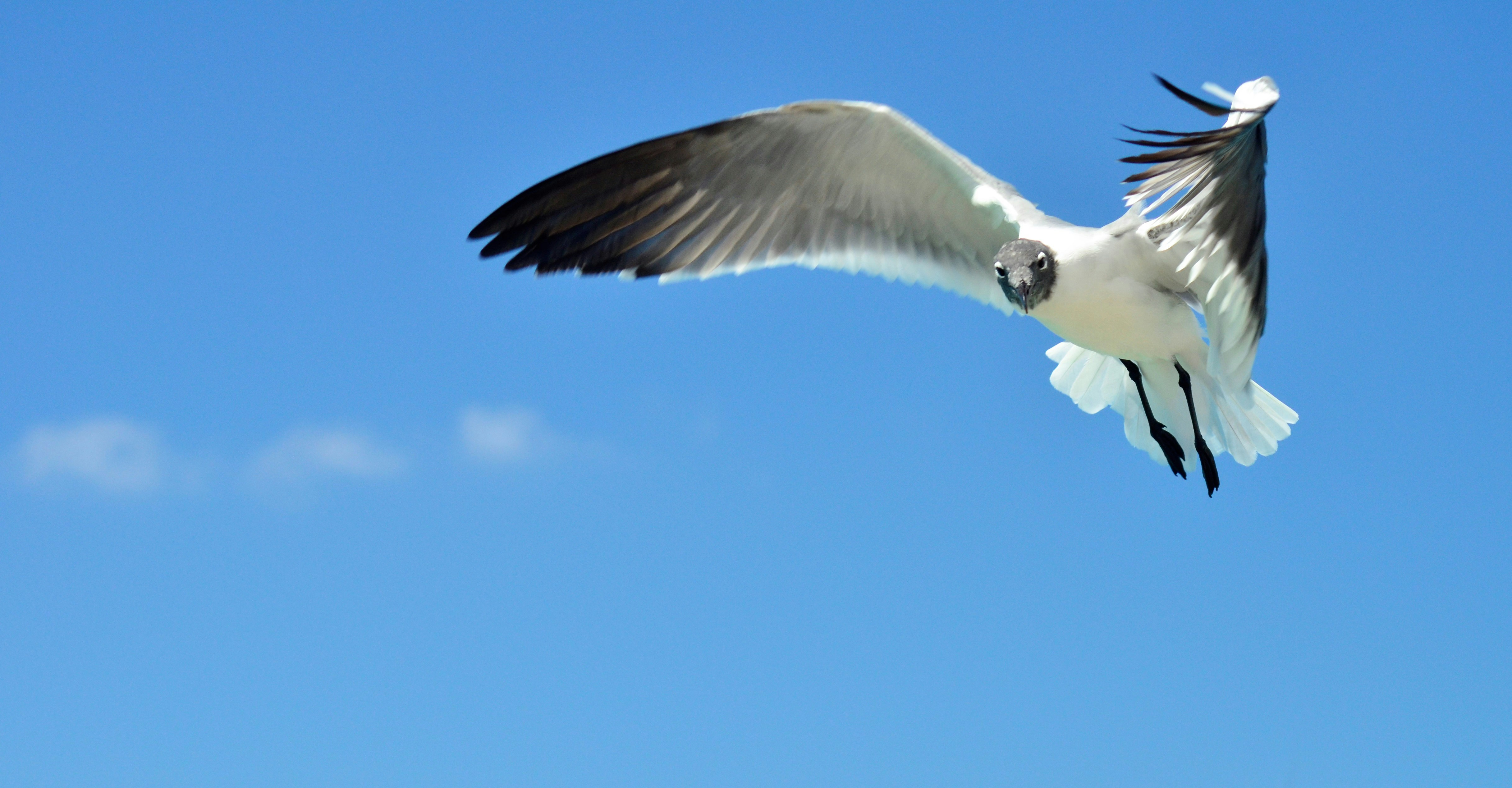 Seagul flying over ocean with blue sky | A seagull flies through a clear blue sky.