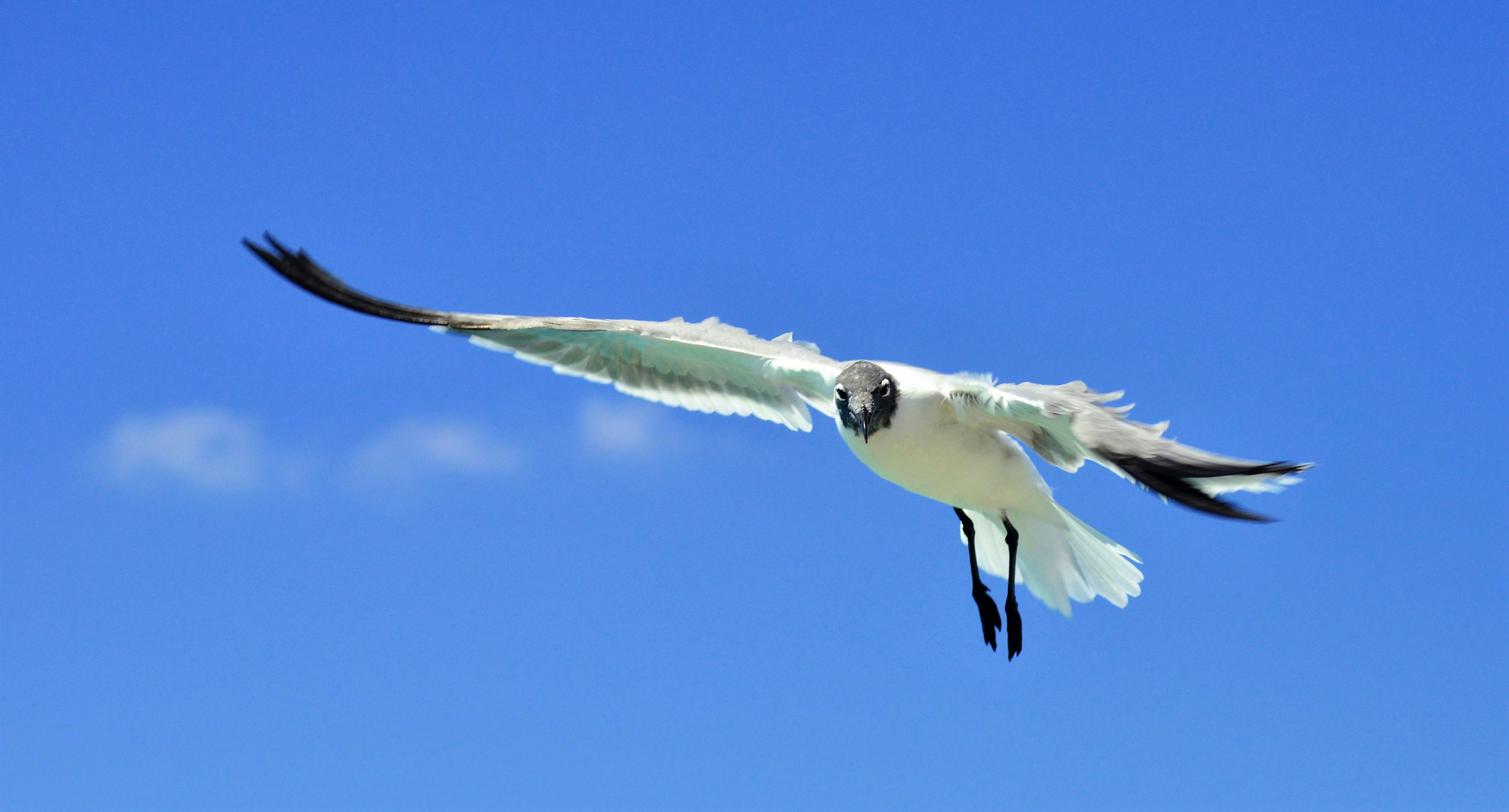 Seagul flying over ocean with blue sky | A seagull flying in a clear blue sky