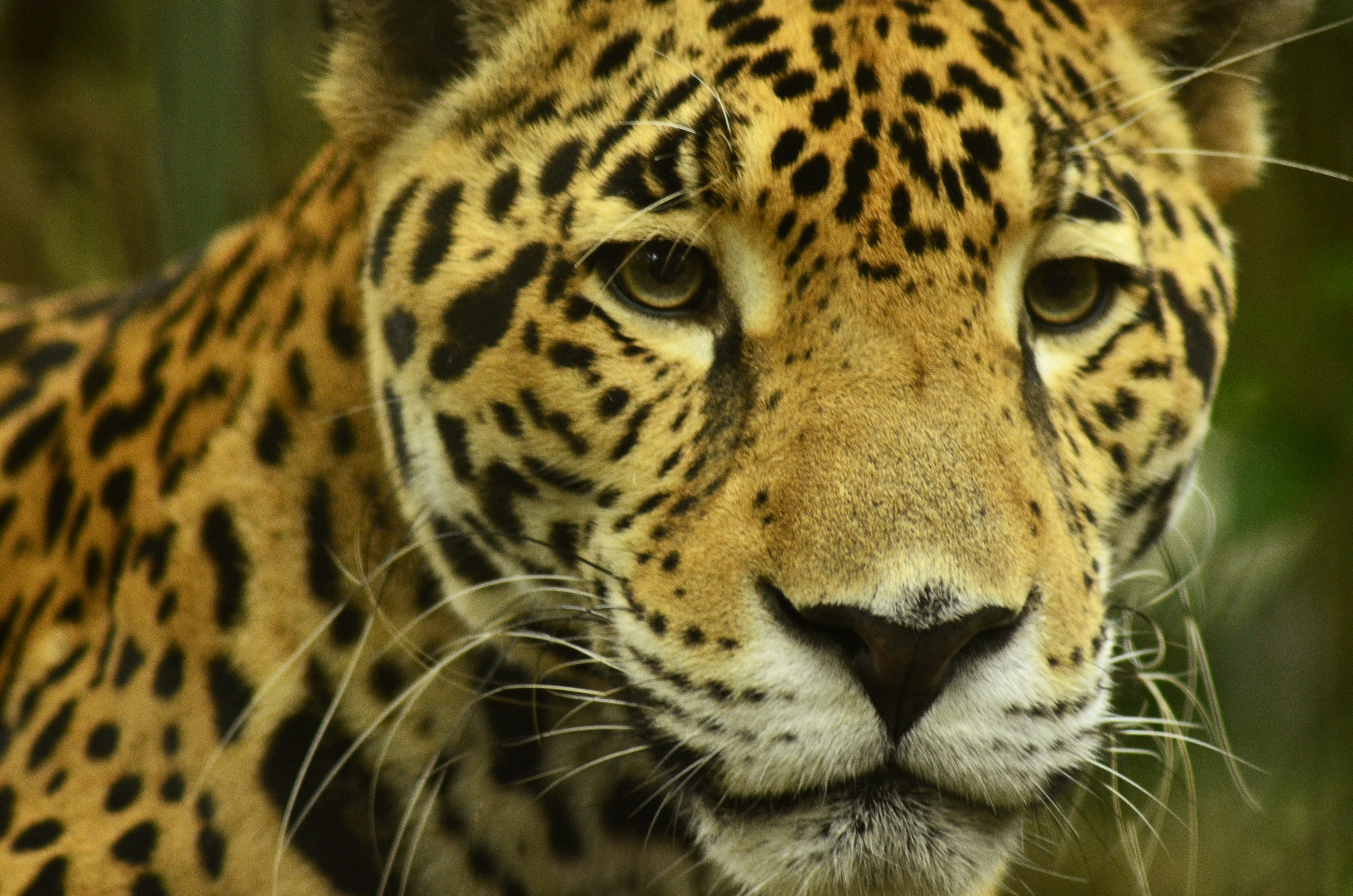 Jaguar close up posing on jungle | Close-up of a jaguar with distinctive spotted fur.
