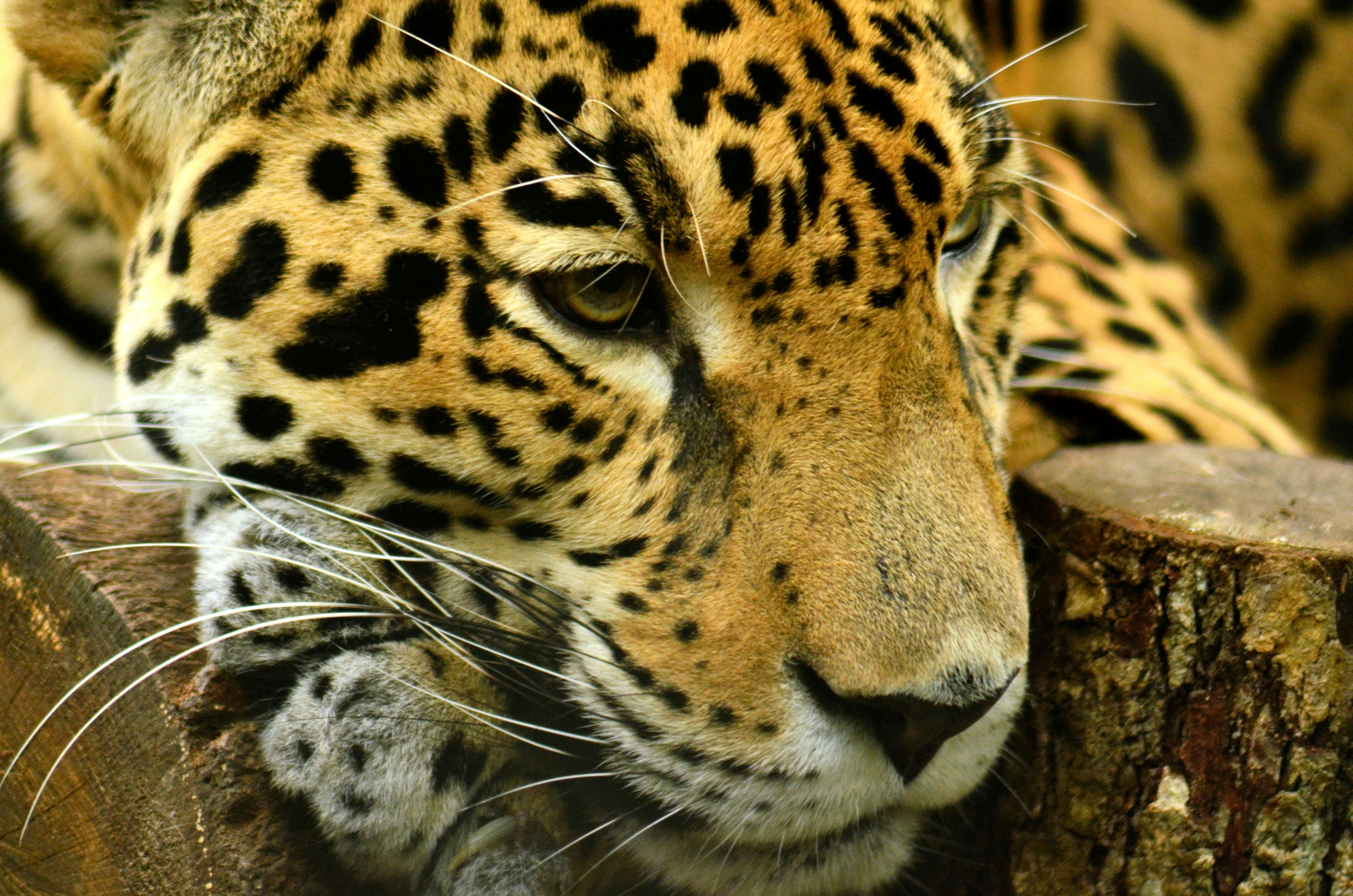Jaguar close up posing on jungle | A jaguar rests its head on a log.