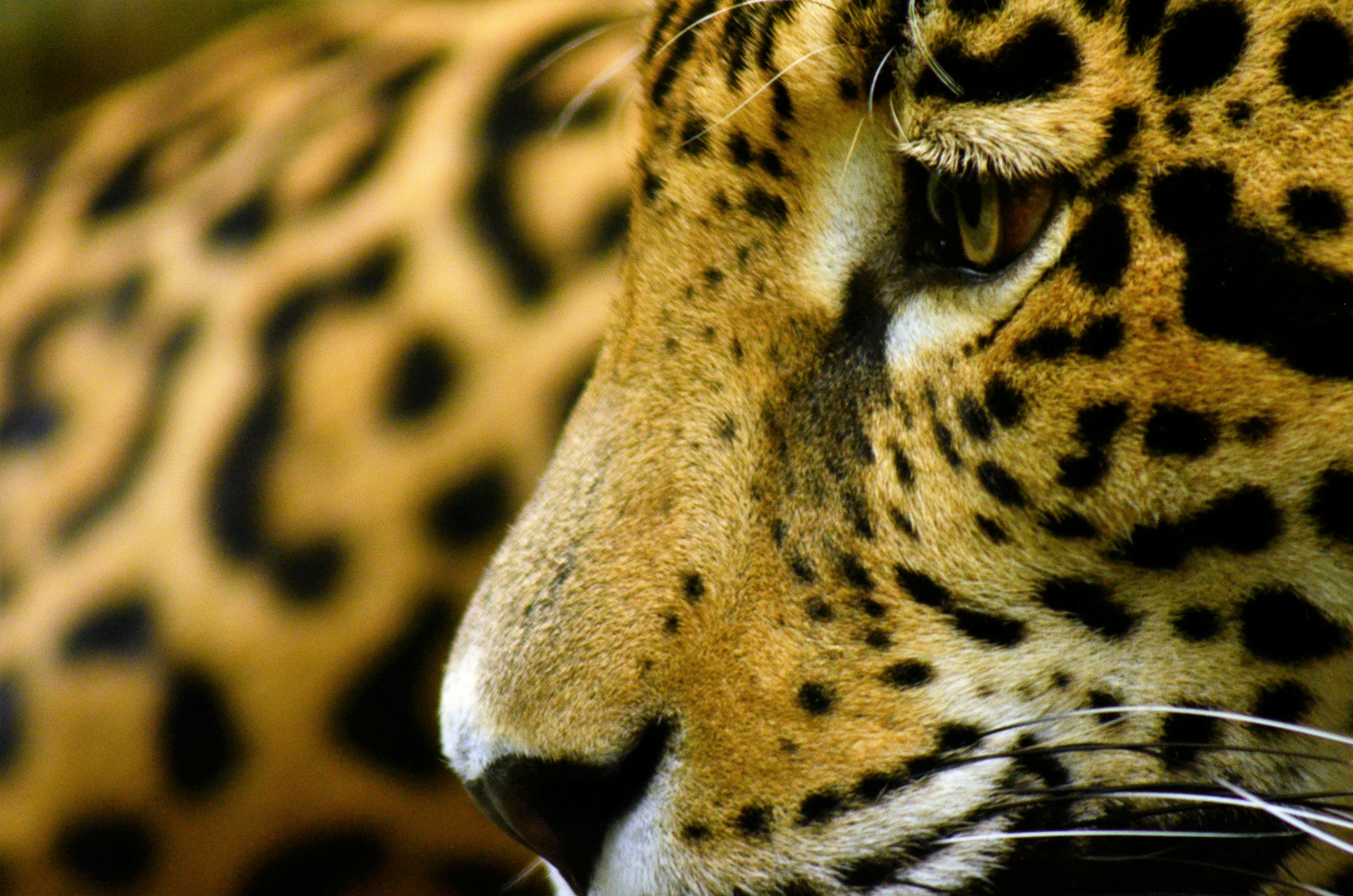 Jaguar close up posing on jungle | Close-up of a jaguar's spotted face and eye.