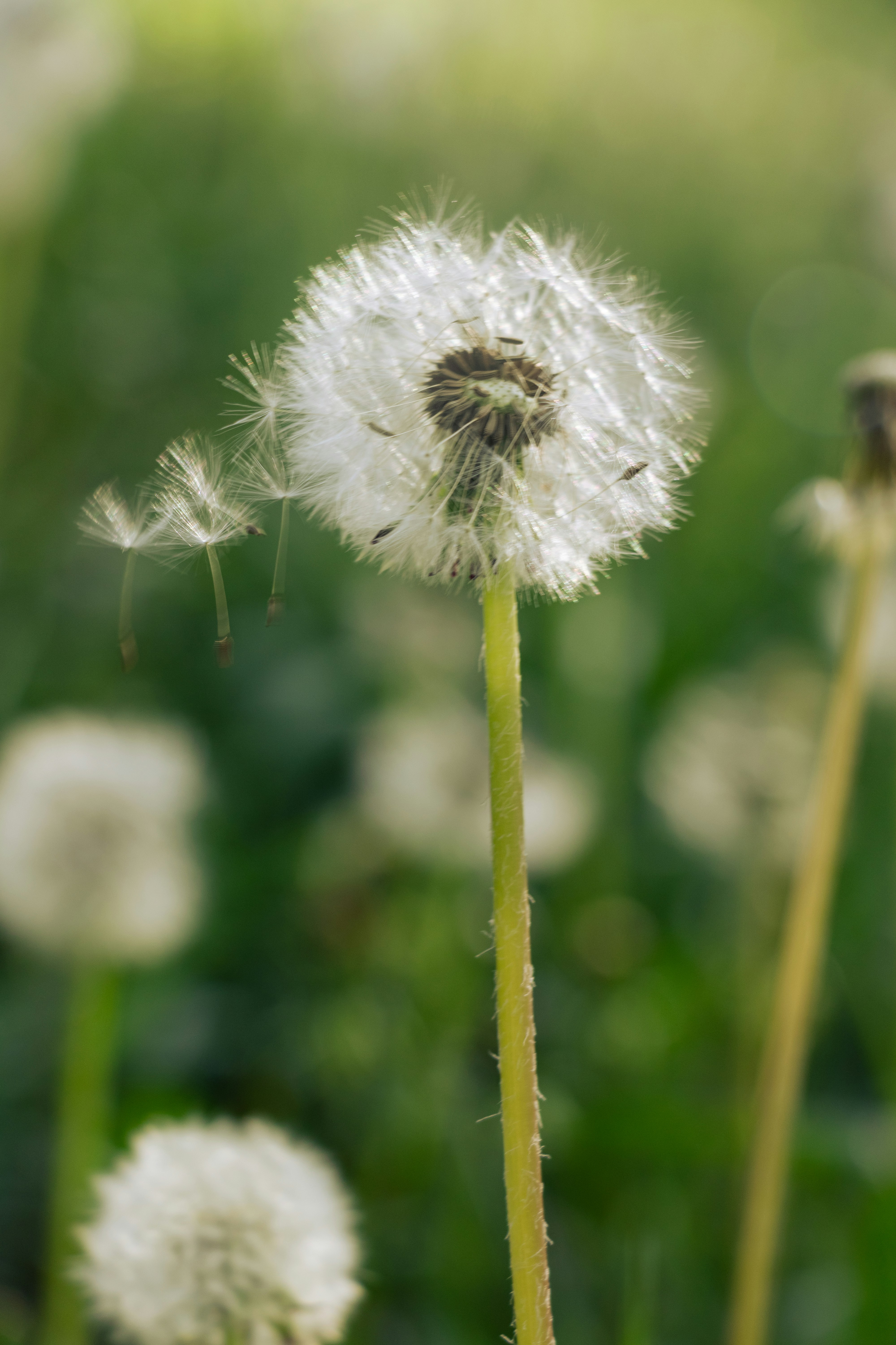 This photo shows a close-up of a dandelion in a green field, with wispy seeds gently drifting away. | A dandelion seed head with seeds blowing away