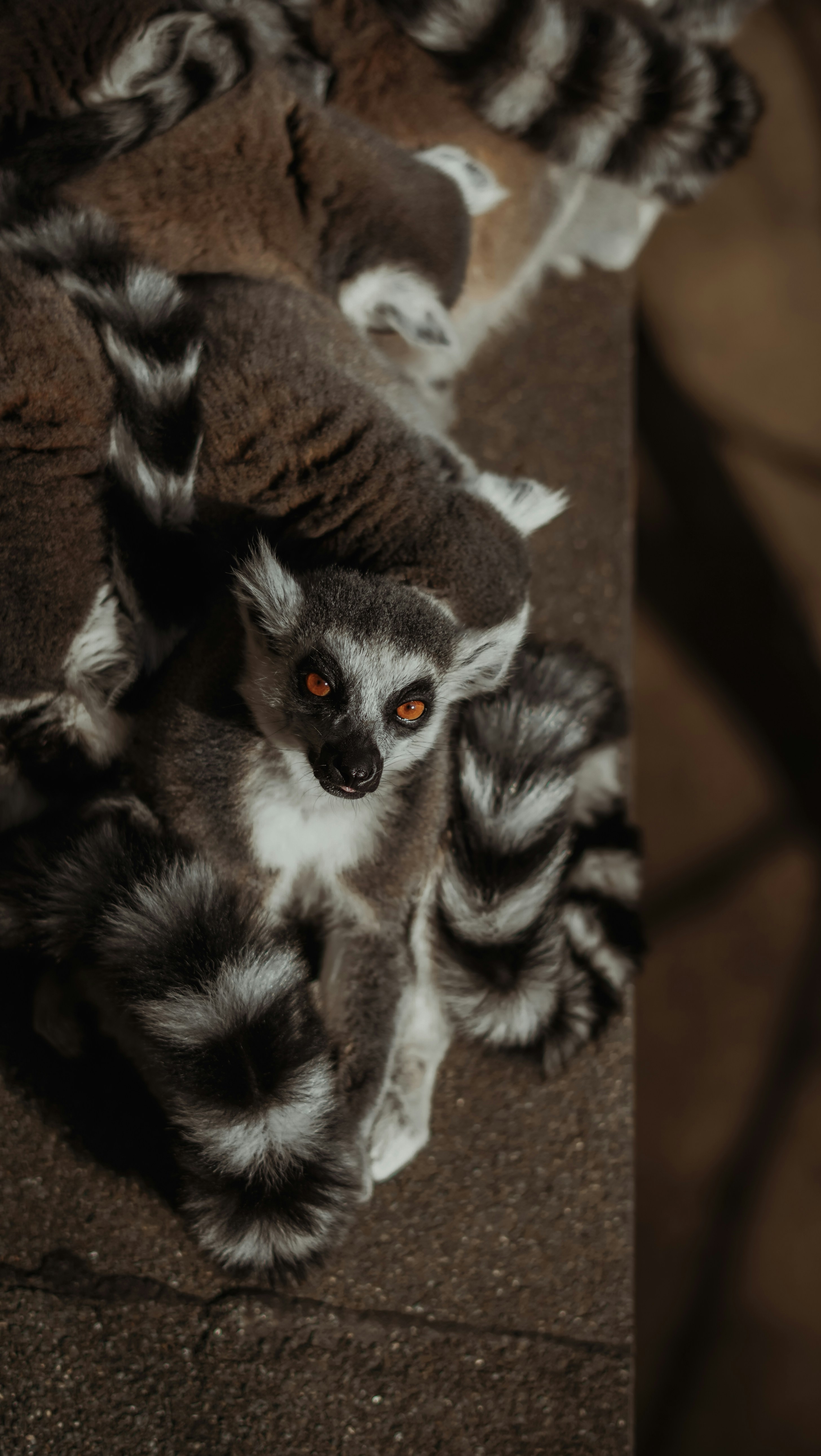 Ring-tailed lemurs huddle together with striking orange eyes.