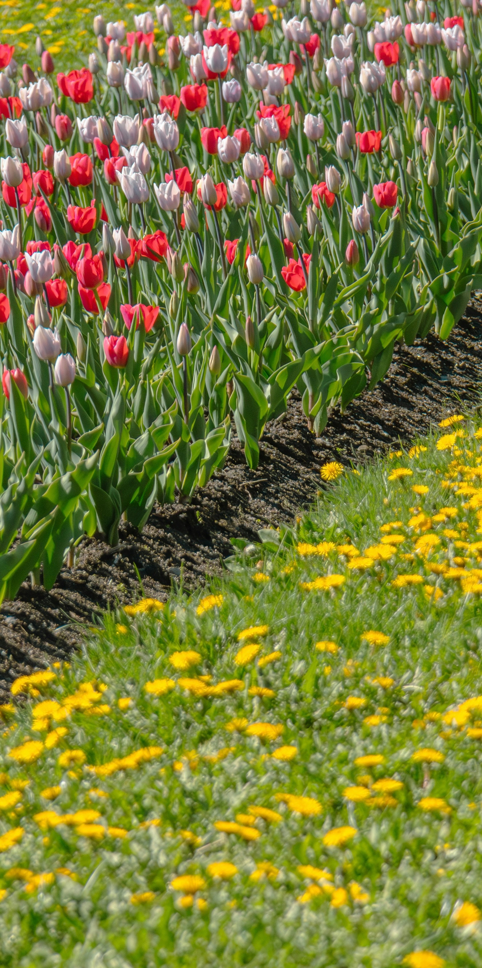 Rows of red and white tulips with yellow wildflowers.