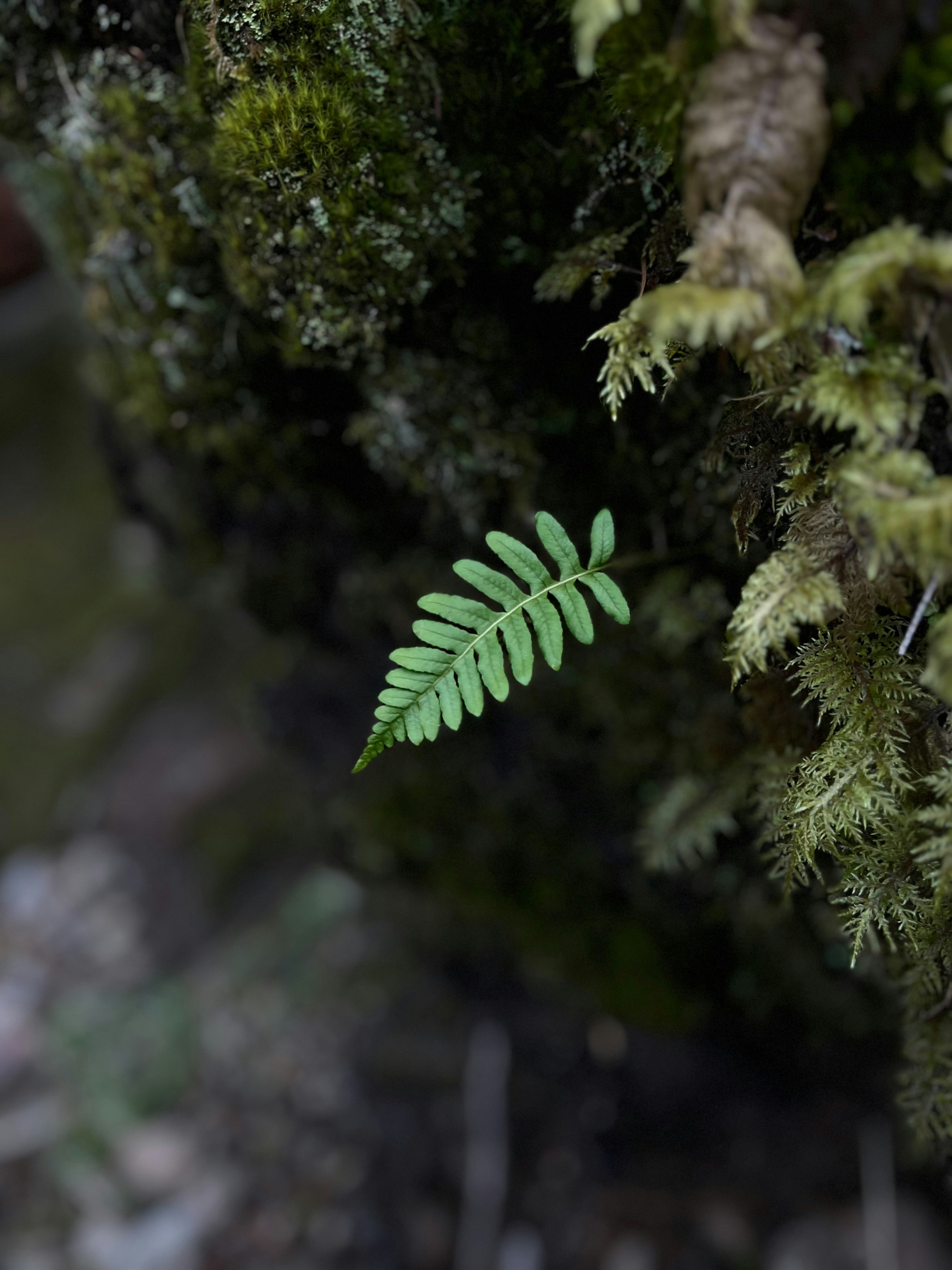 Whispers of the Forest Floor