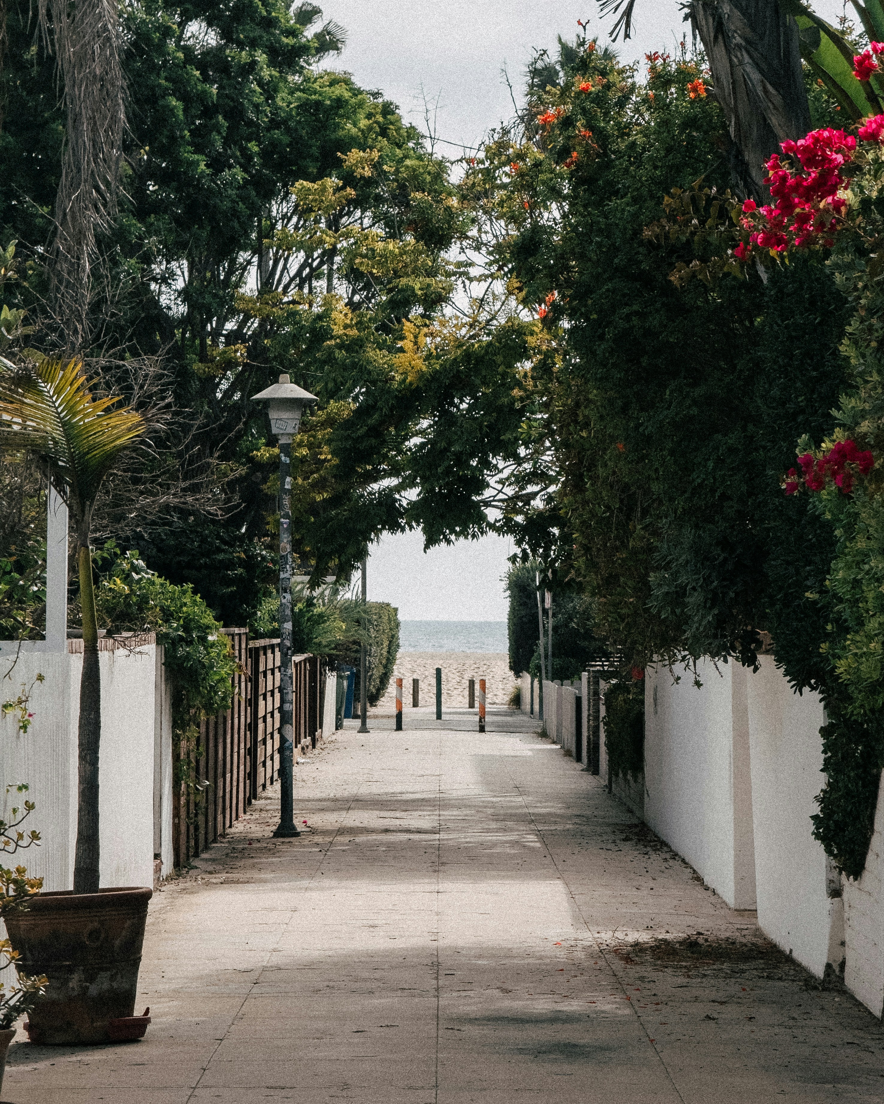 Path leading to the ocean through lush greenery