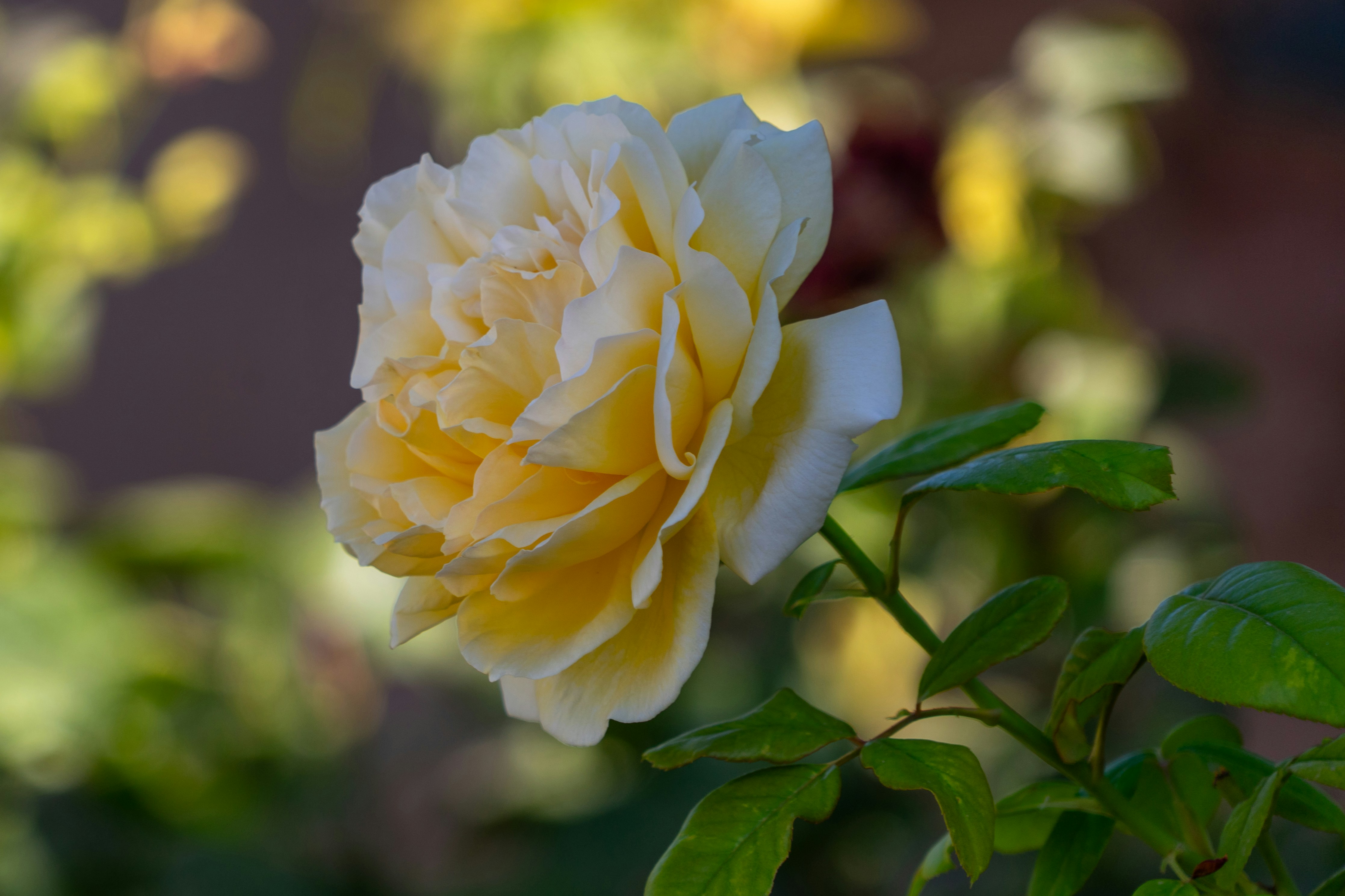 A delicate yellow rose blooms in soft light.