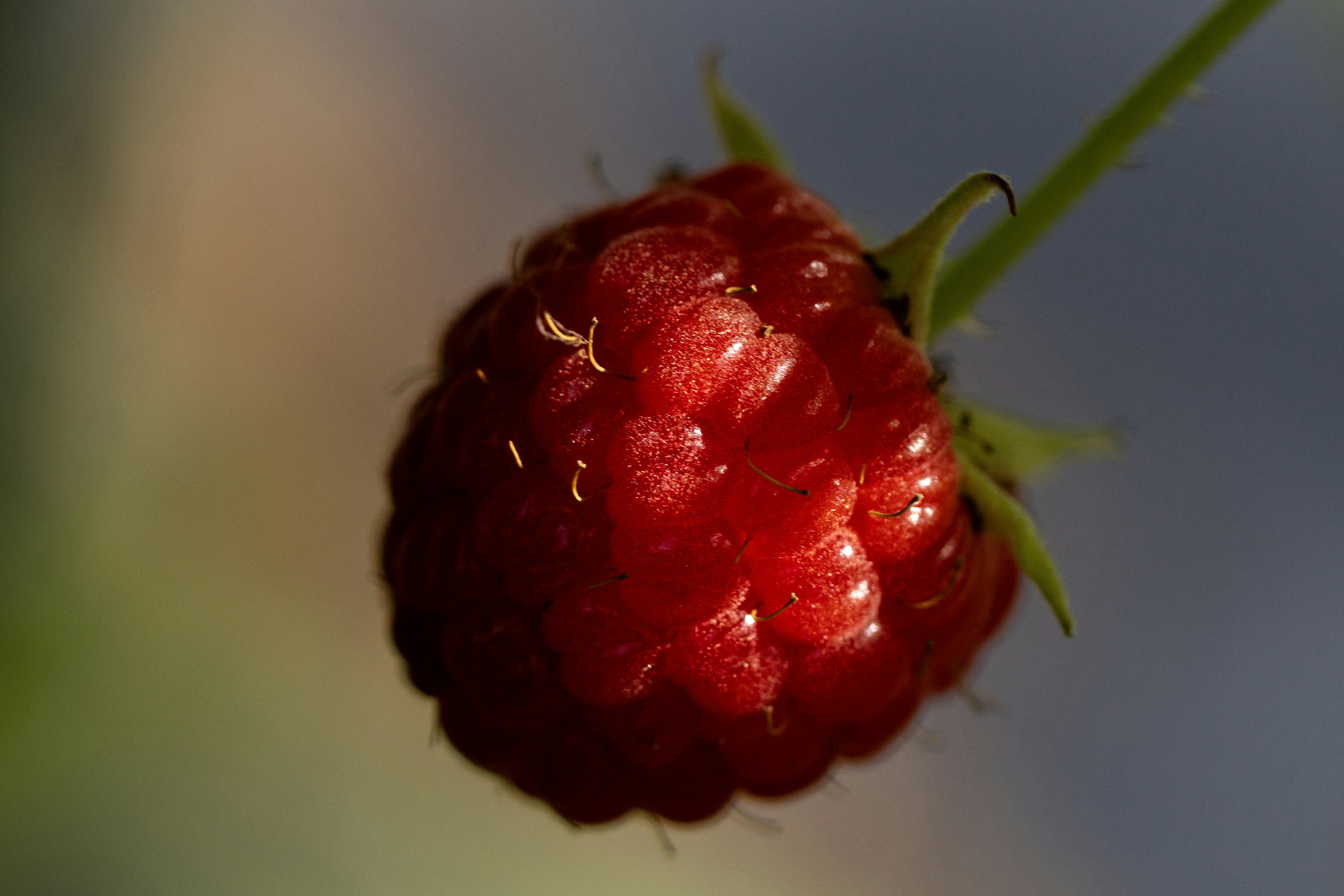 Nature's Jewel: The Raspberry's Radiance