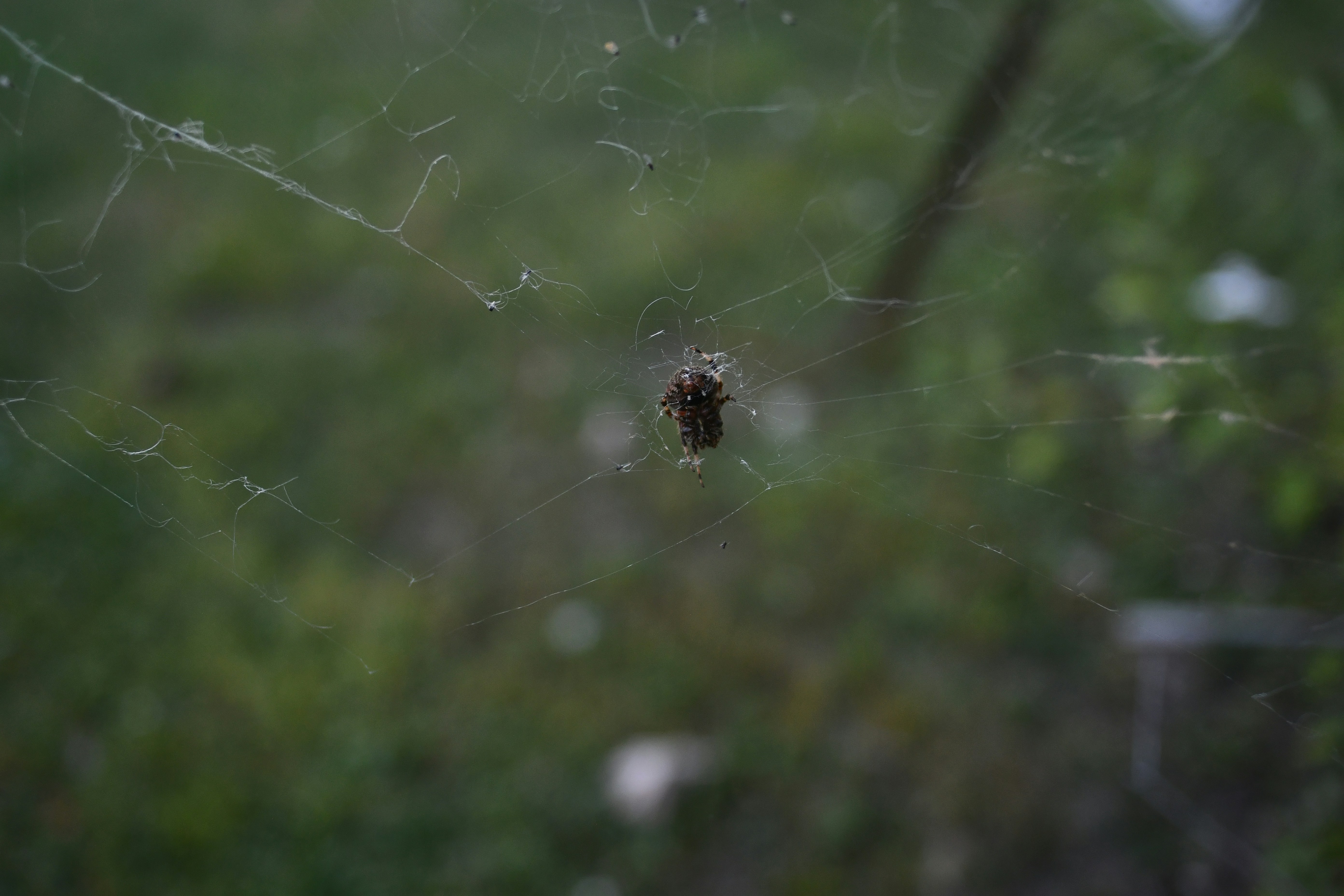 Spider on a web with blurred green background