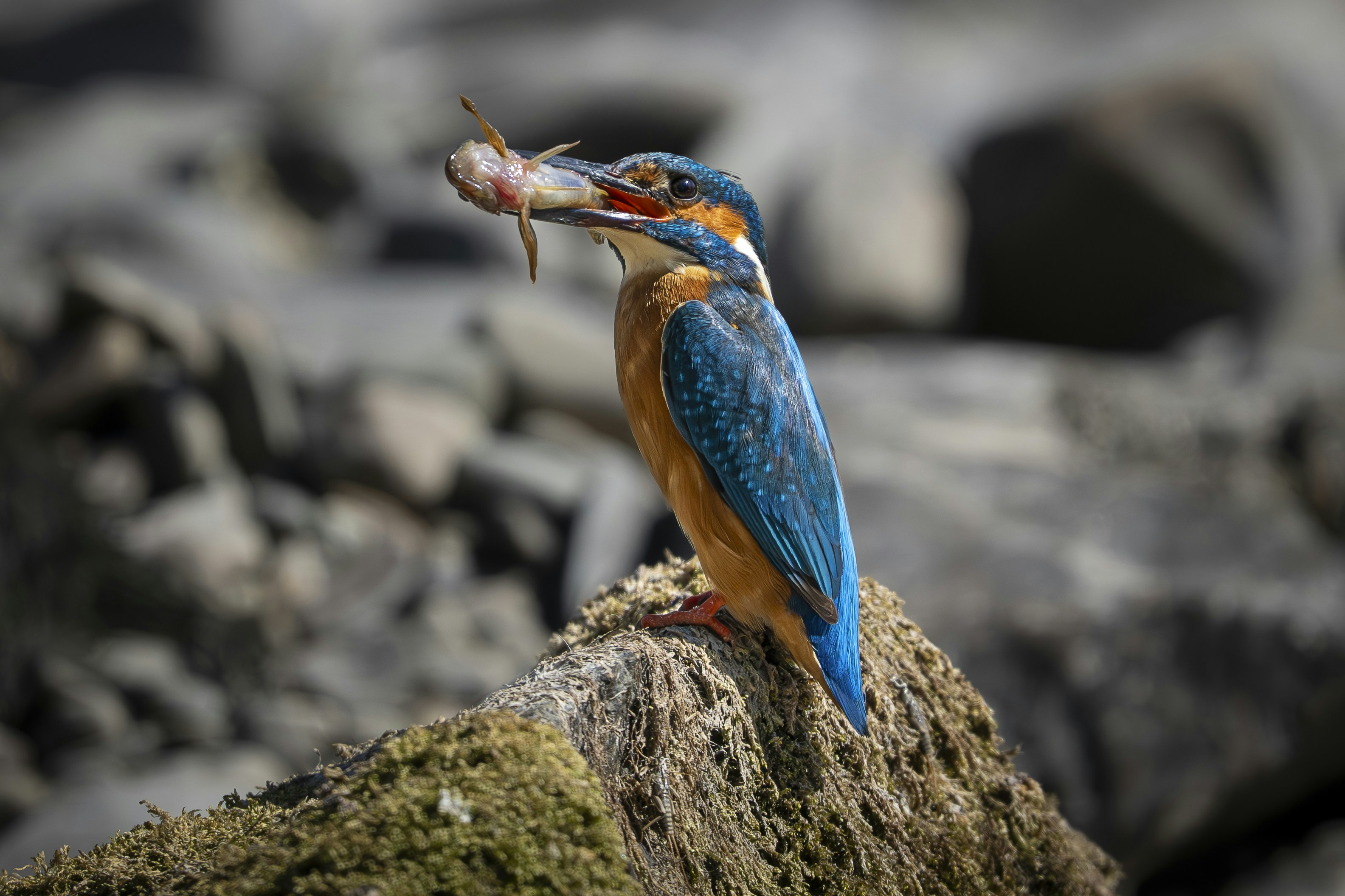 A kingfisher proudly displaying its catch on a moss-covered rock, set against a blurred natural background.