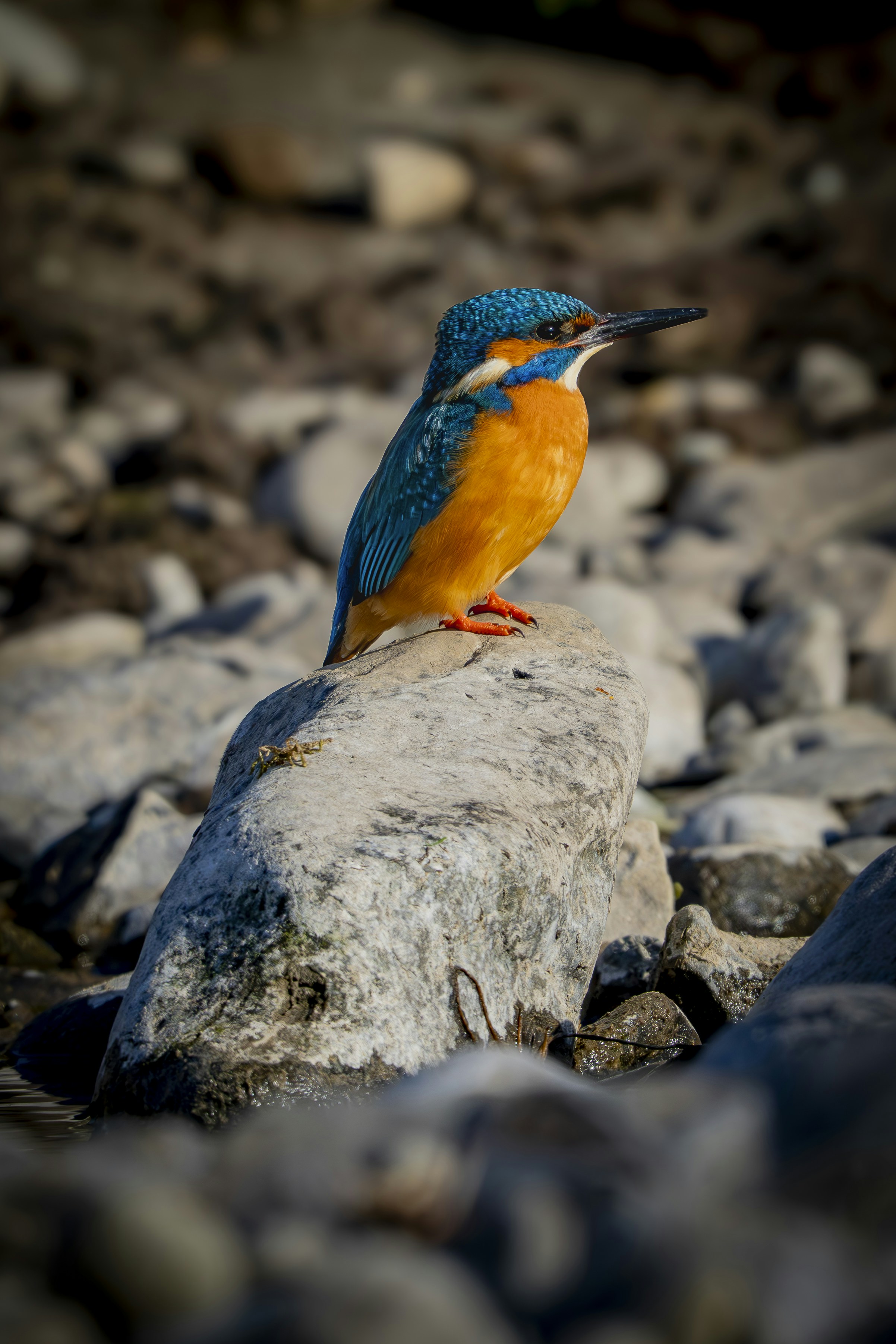 Vibrant kingfisher perched on a smooth rock amidst a rocky riverbank, showcasing its striking plumage. The scene captures the essence of nature's tranquility.
