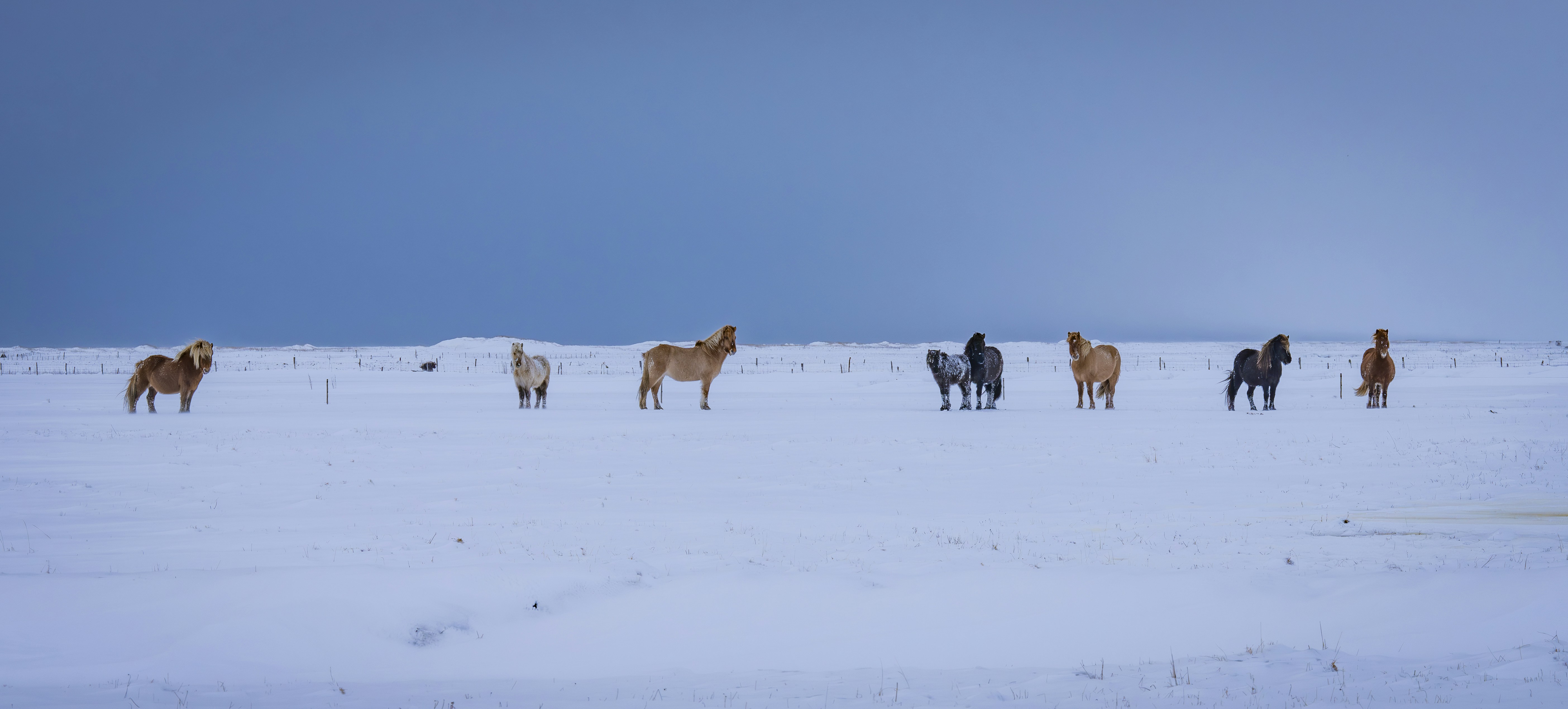 Horses standing in a snowy field under a blue sky