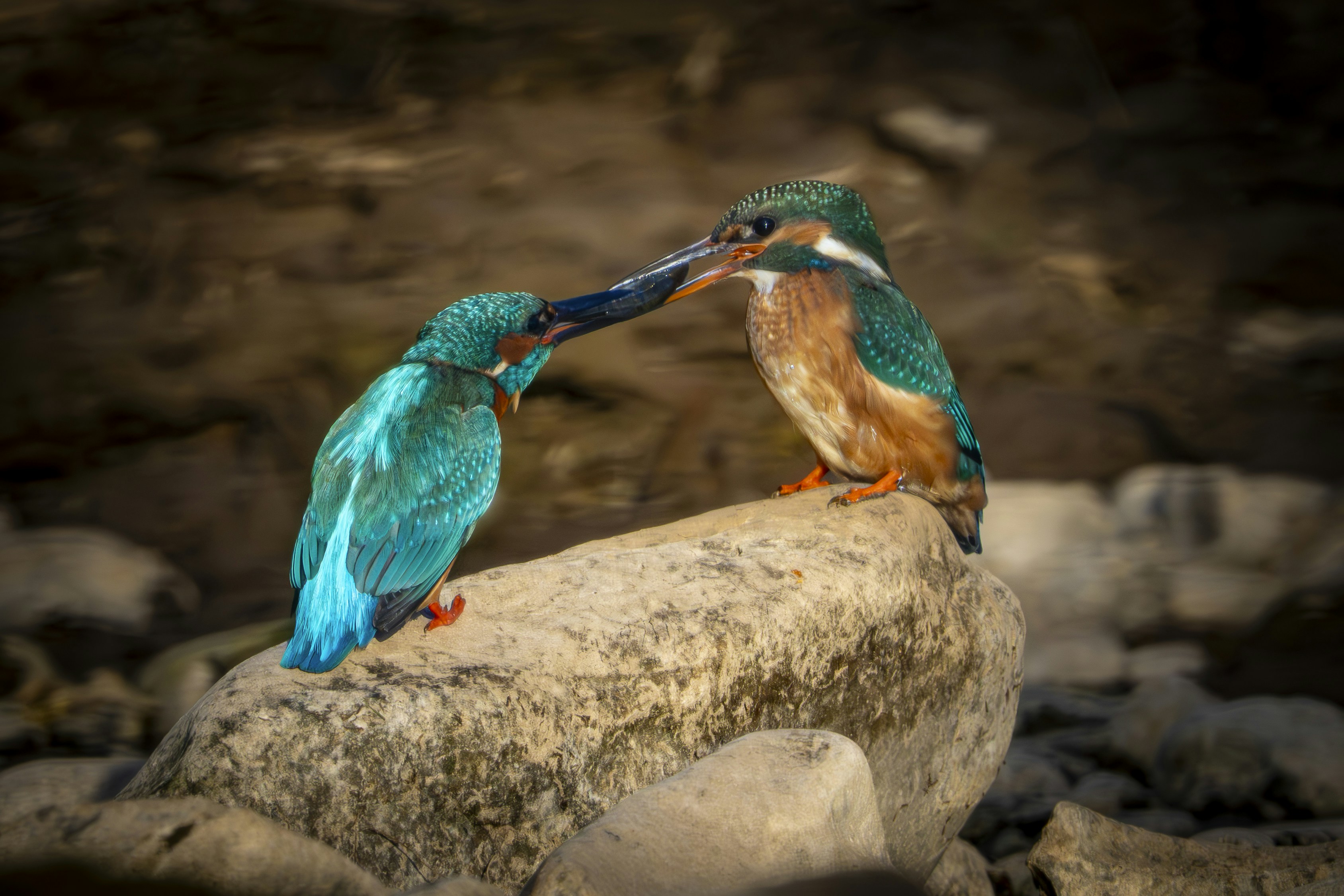 Two kingfishers sharing a fish on a rock.