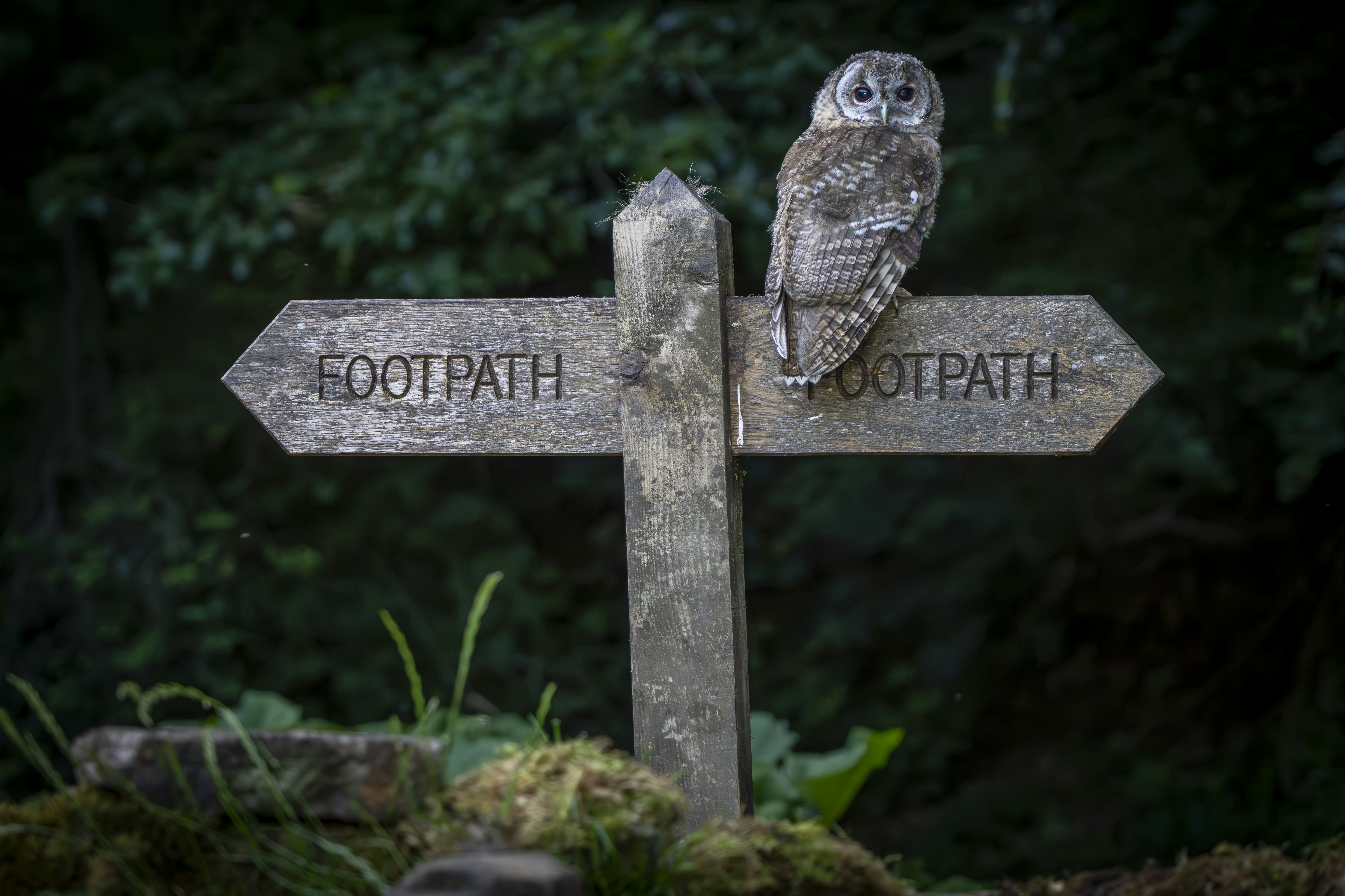 Owl perched on a wooden signpost in forest.