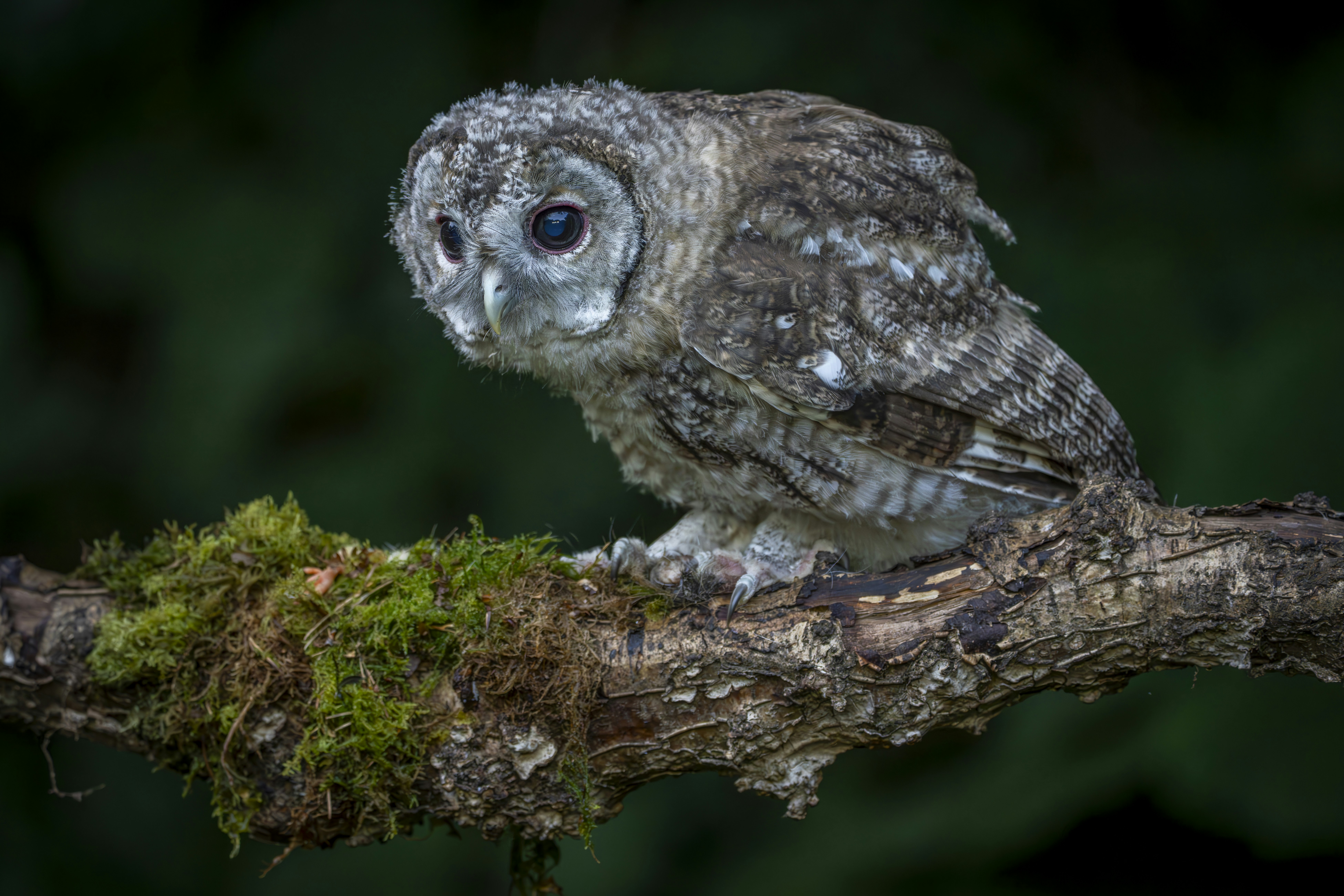 A young owl perched on a mossy branch