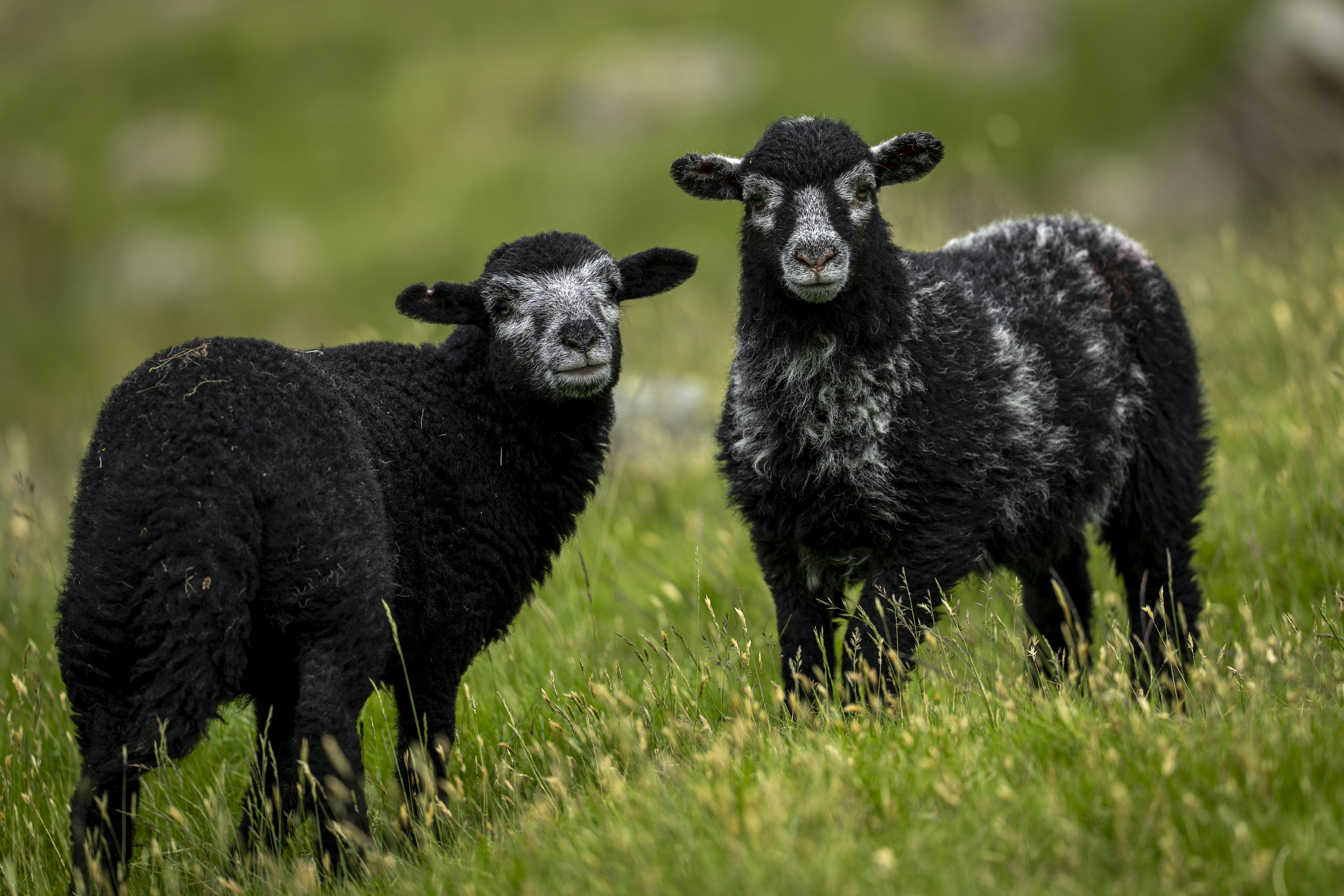 Two black sheep stand in a grassy field.