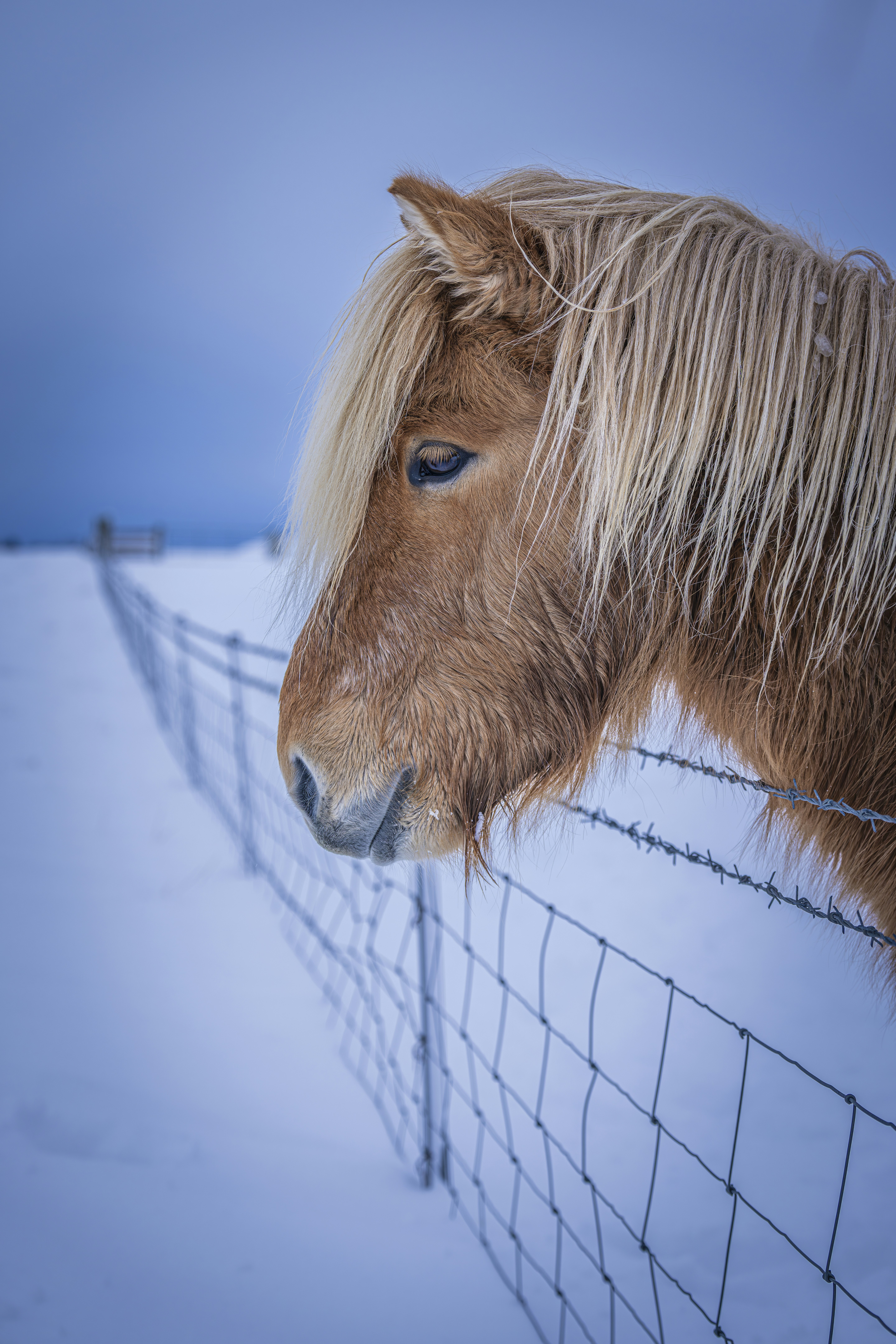 Whispers of Winter: A Pony's Solitude