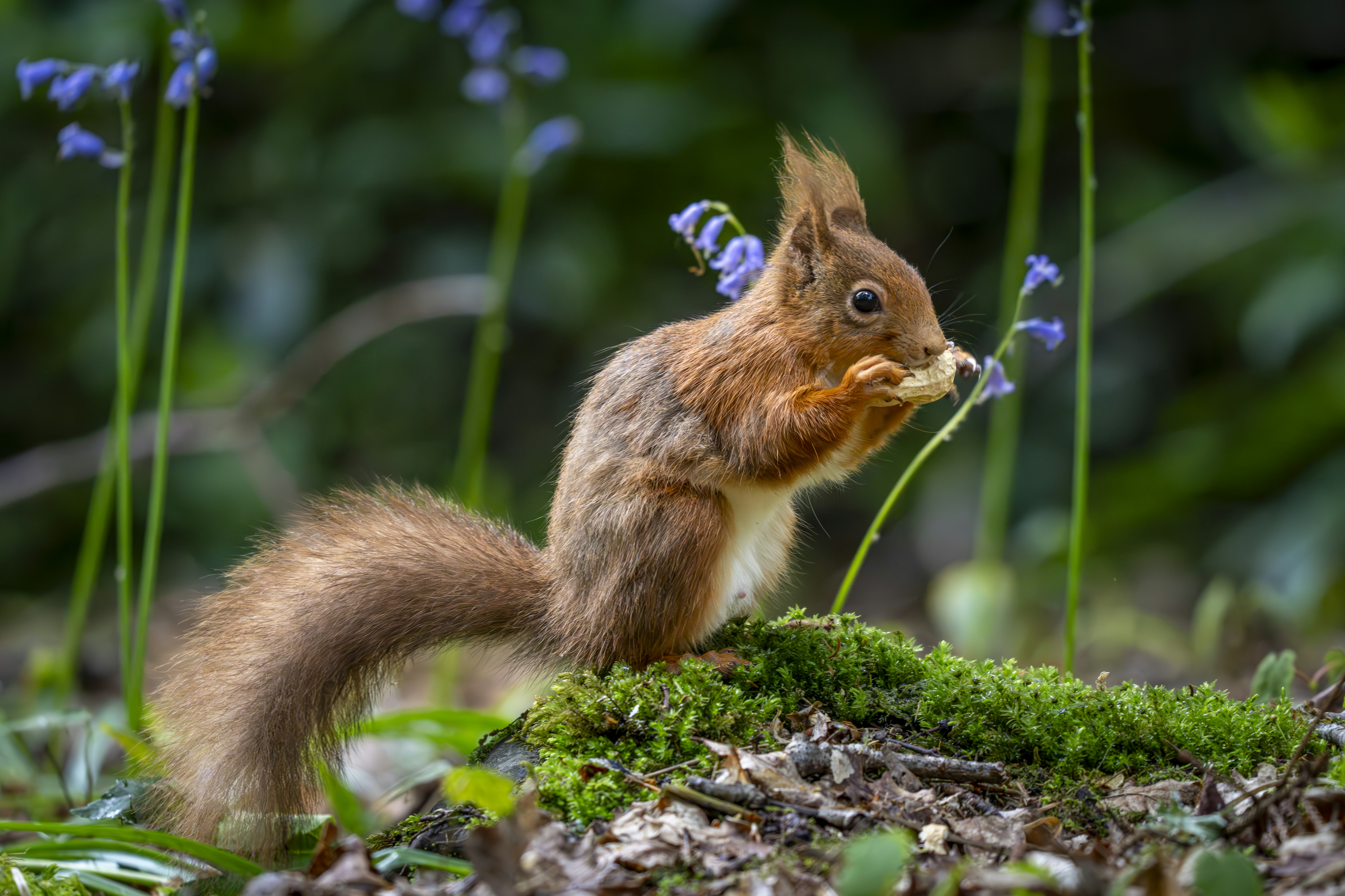 Whiskers Amongst Wildflowers