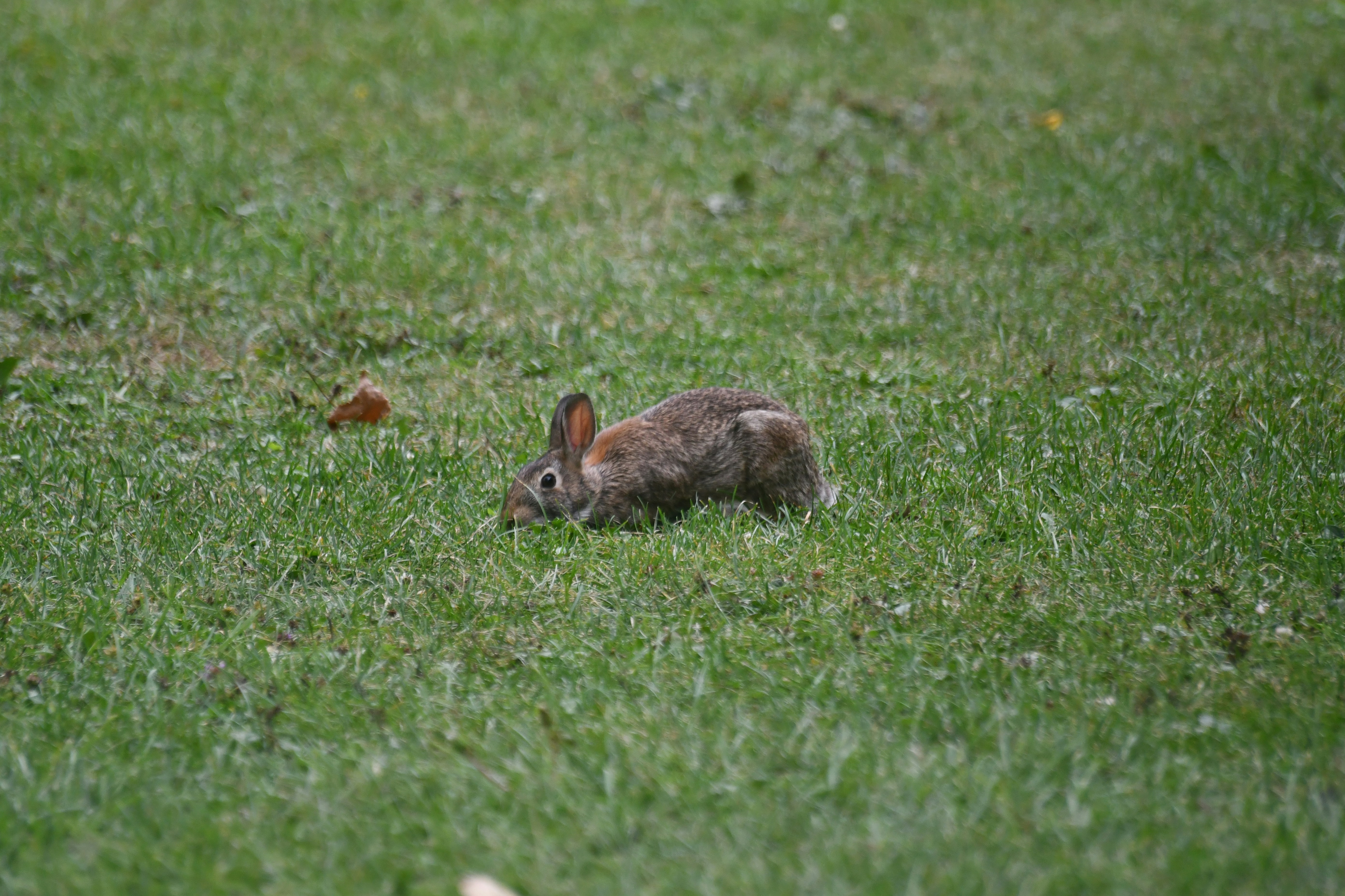 A small rabbit eating grass in a field.