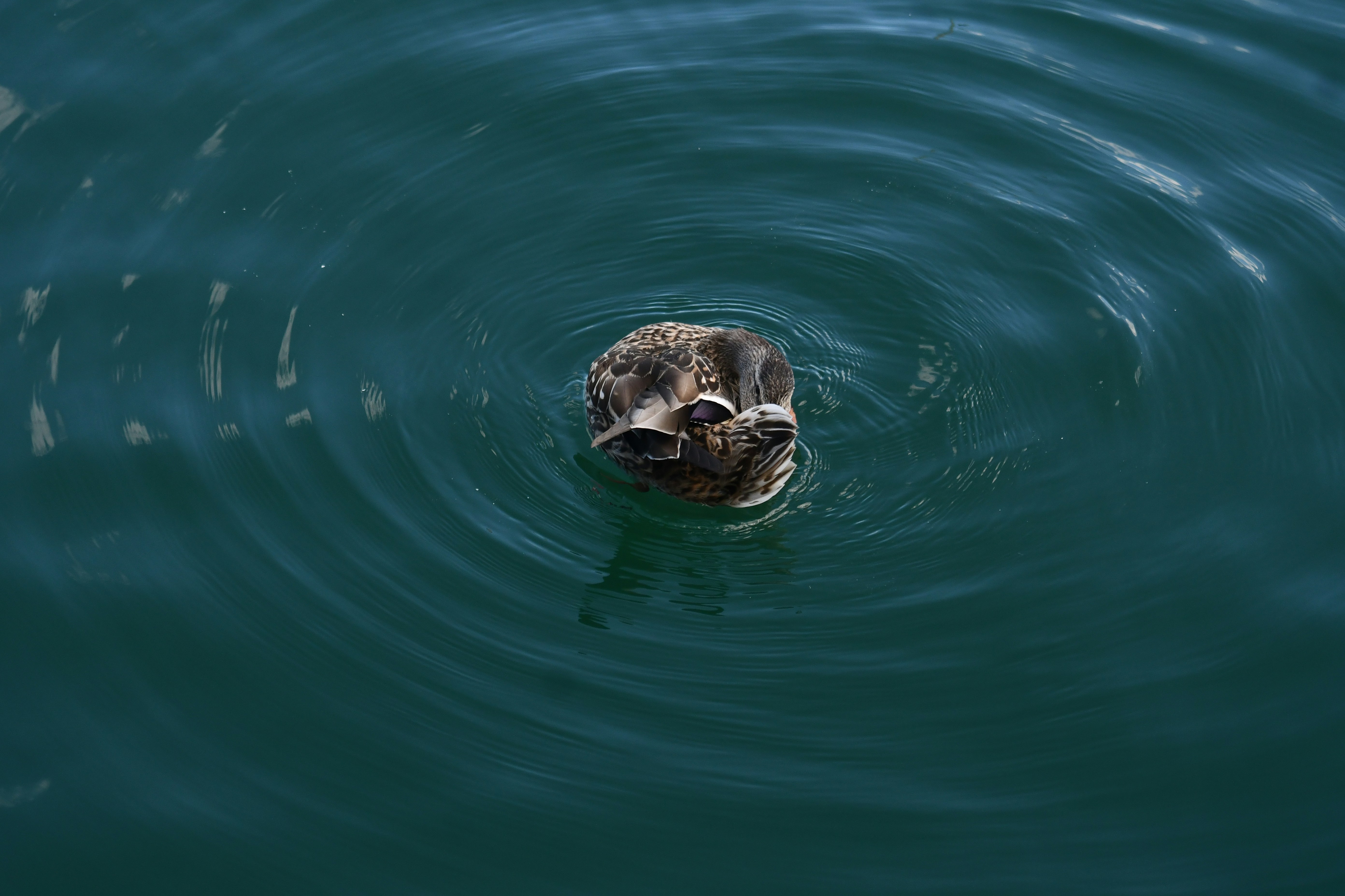 A sea turtle surfaces from dark blue water.
