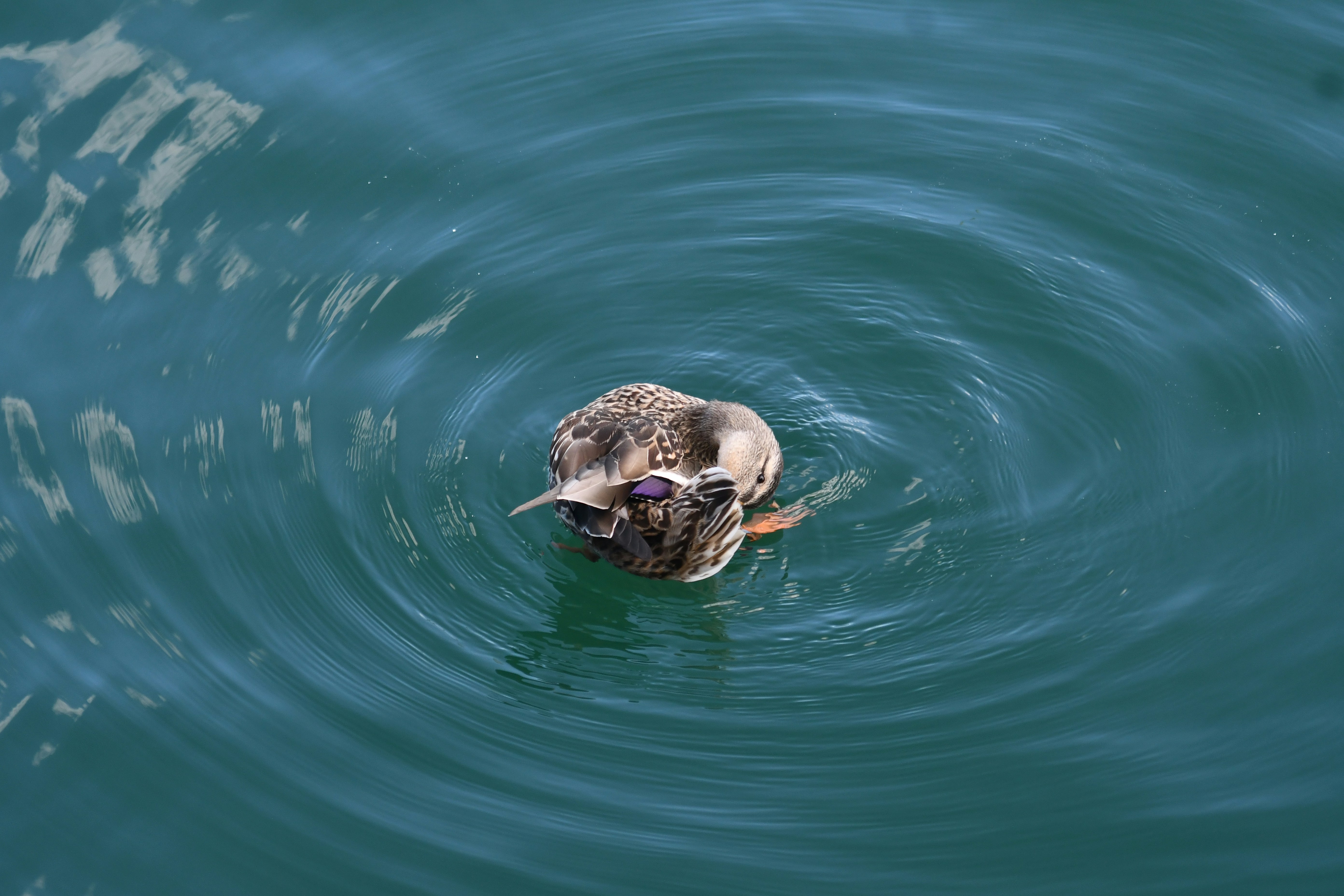A duckling swims in rippling blue water.