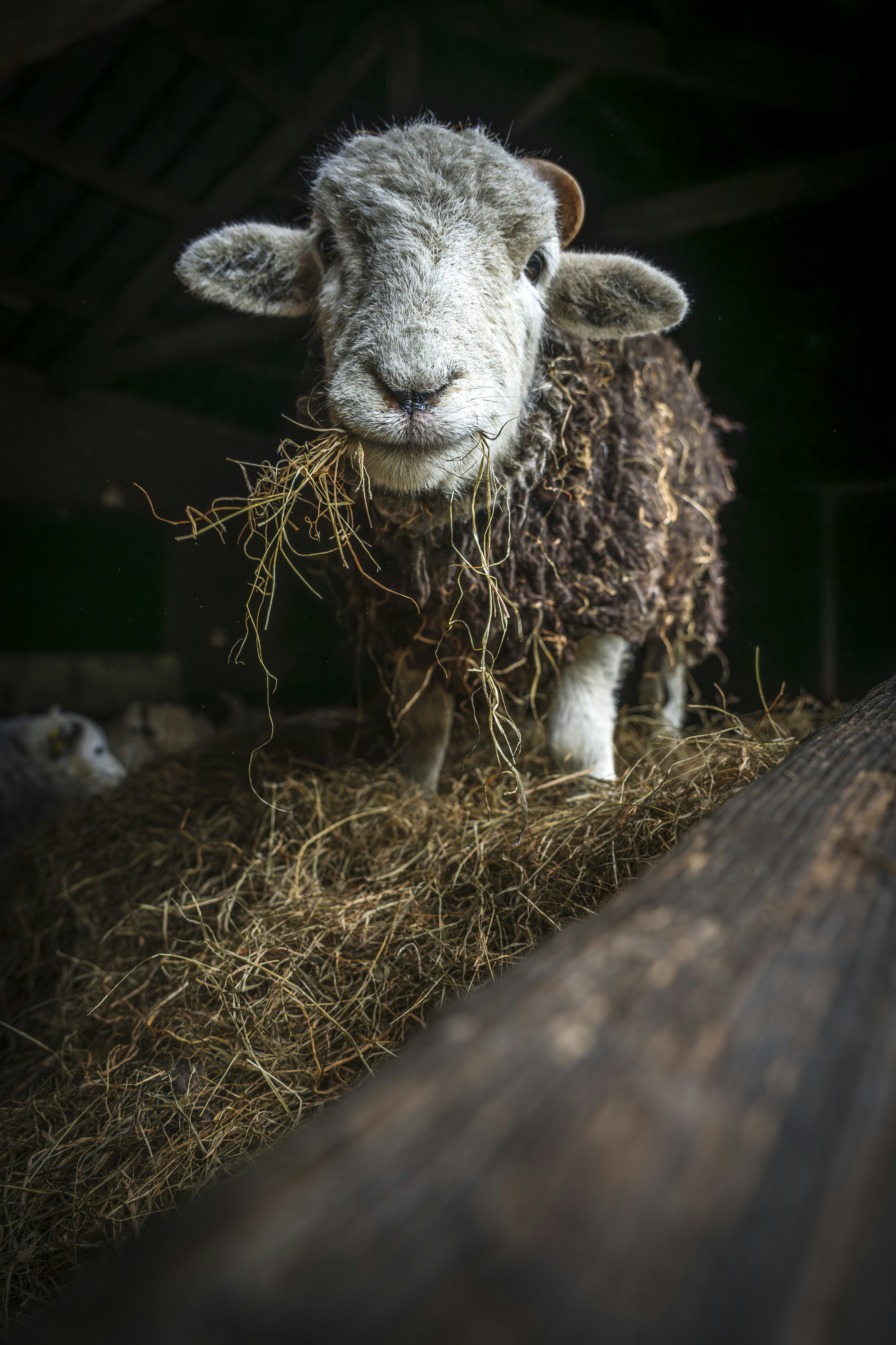 A sheep eating hay in a barn photo – Free Animal Image on Unsplash