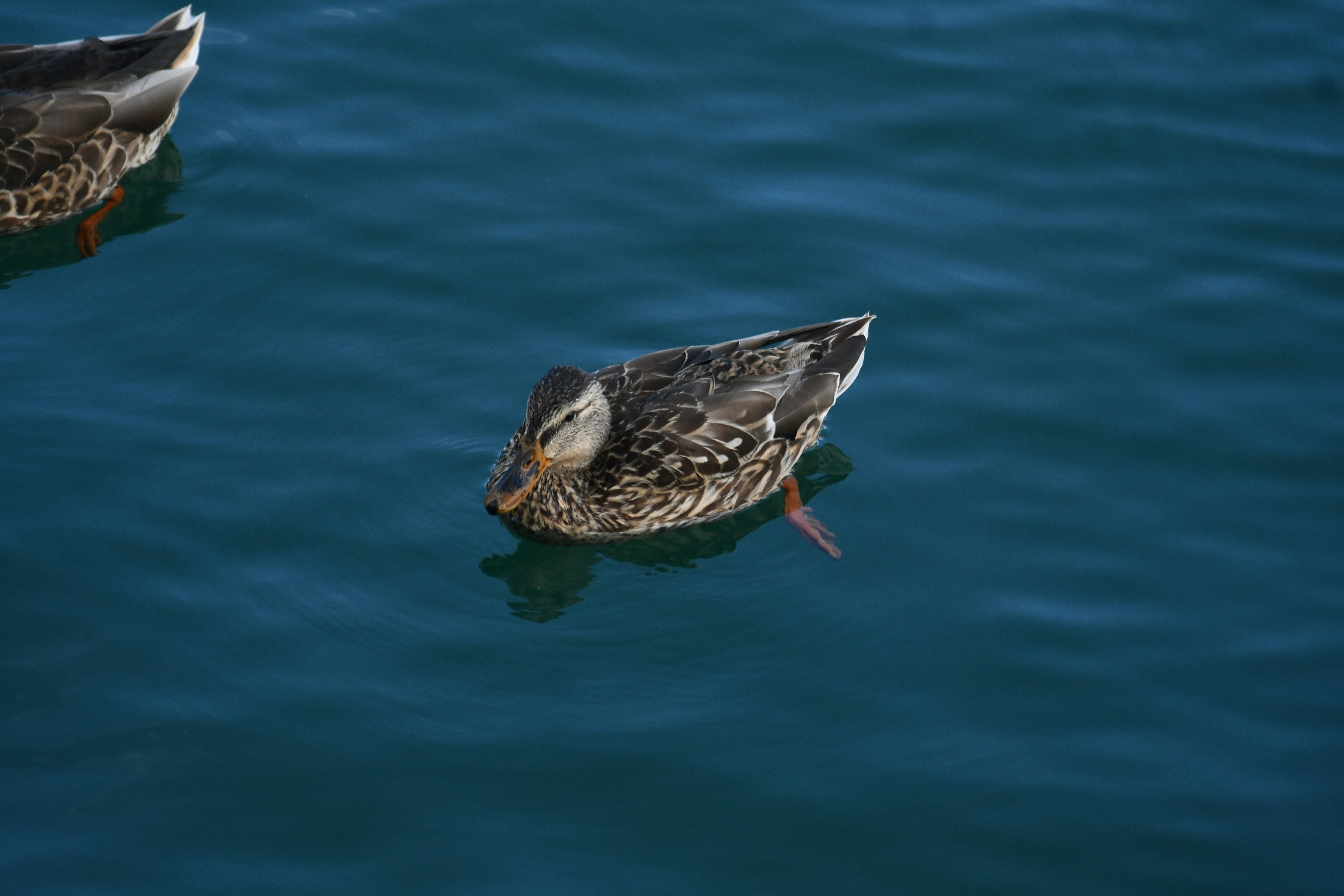 A duck swims in the blue water.