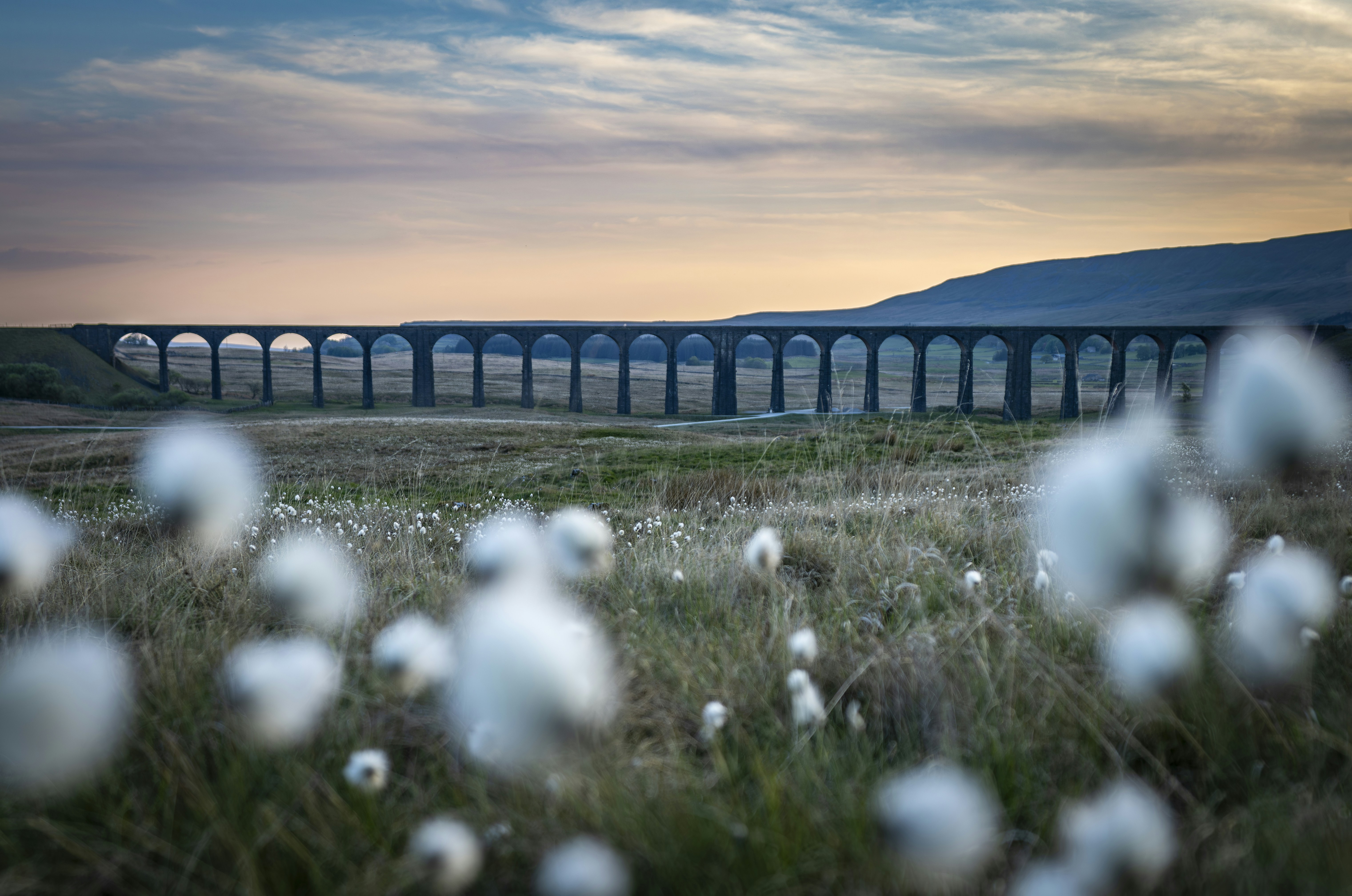 A historic viaduct arches gracefully over a serene landscape, framed by delicate cotton grass in the foreground. The soft hues of dusk create a tranquil atmosphere.