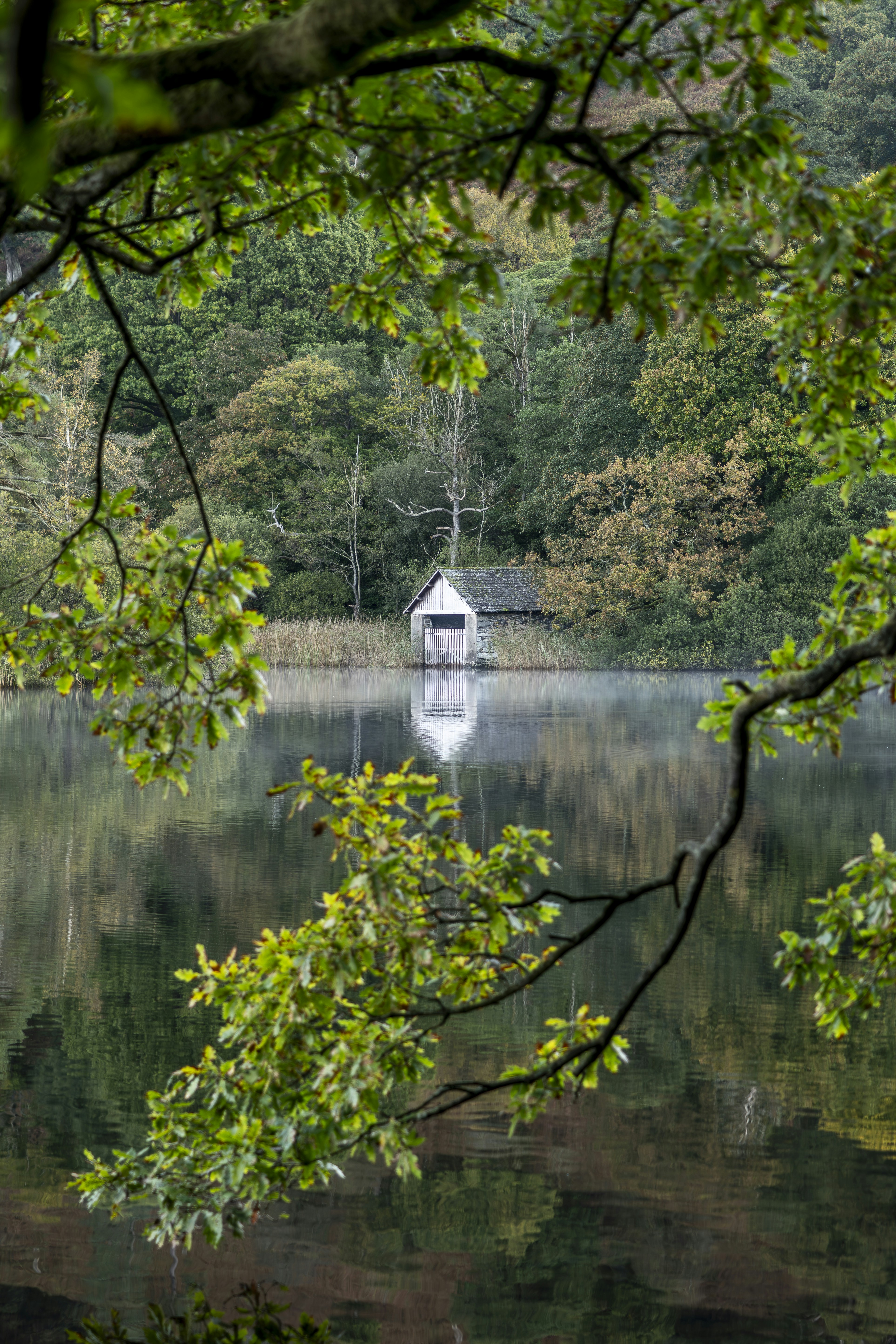 Whispers of Tranquility by the Water's Edge