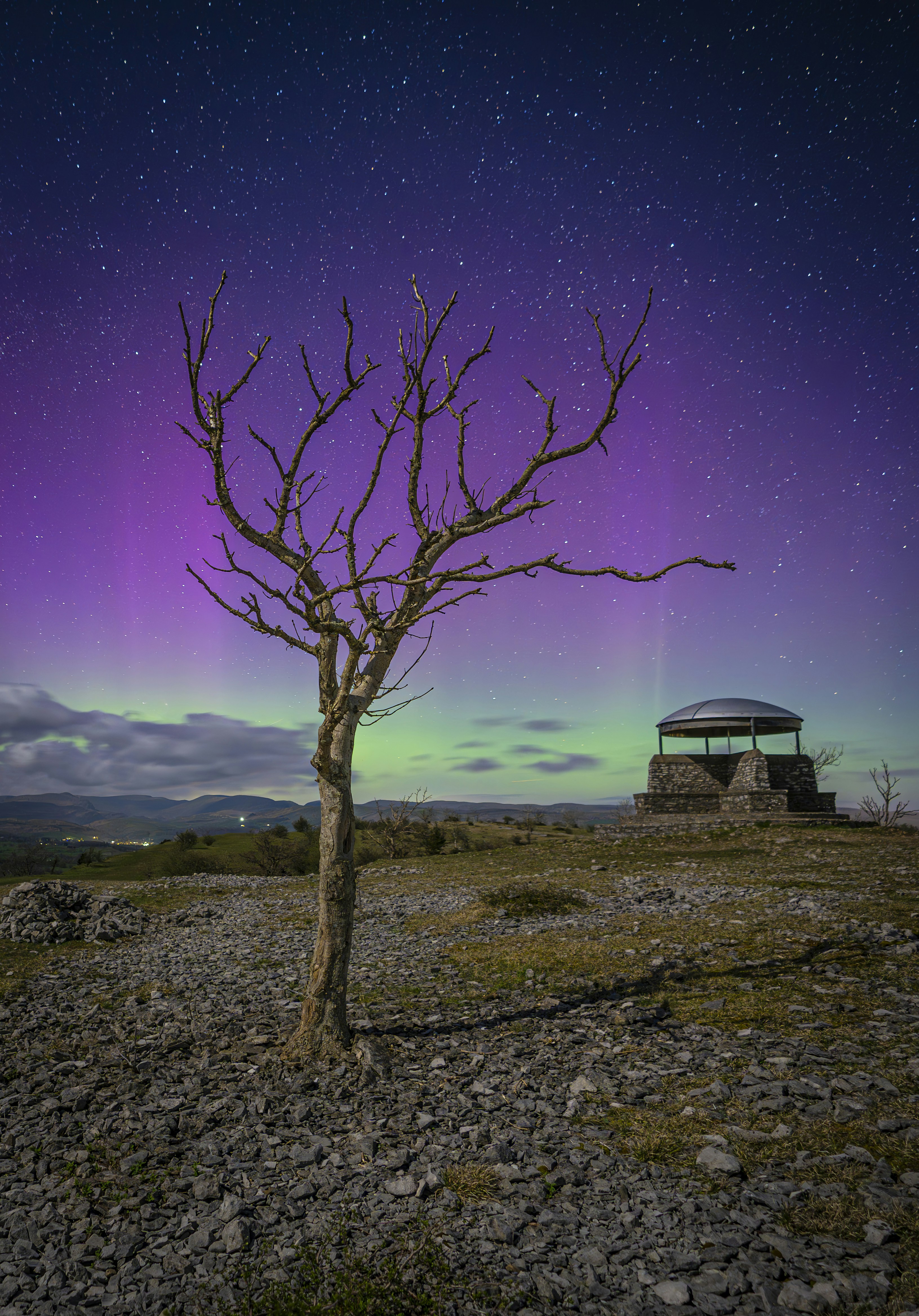 Bare tree under aurora borealis and starry sky.