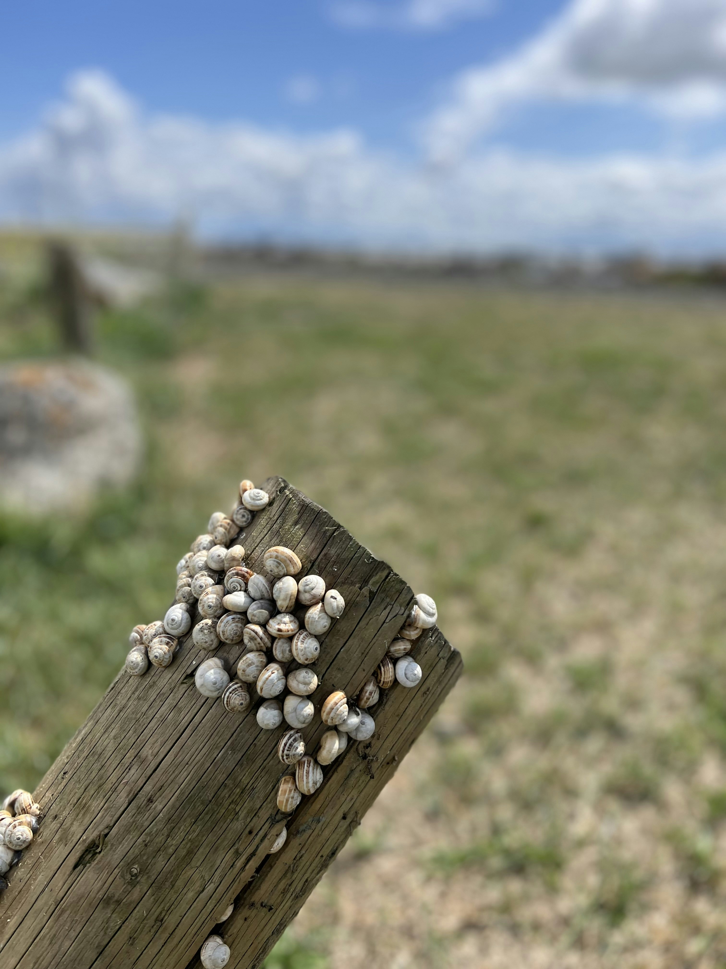 Nature's Tiny Tenants: A Story on Driftwood