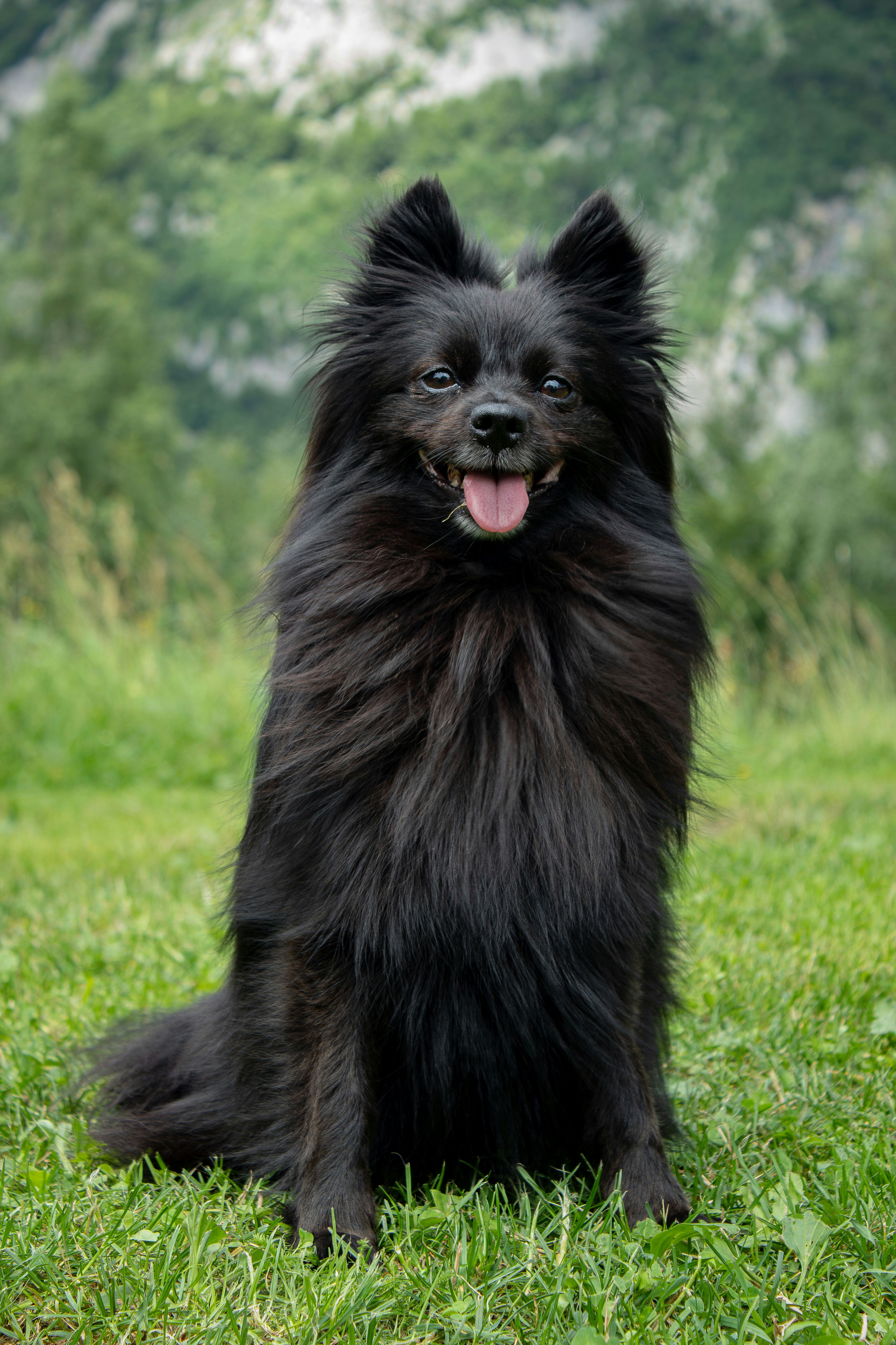 Hope (German Spitz - 2024) | A fluffy black dog sits on green grass outdoors.