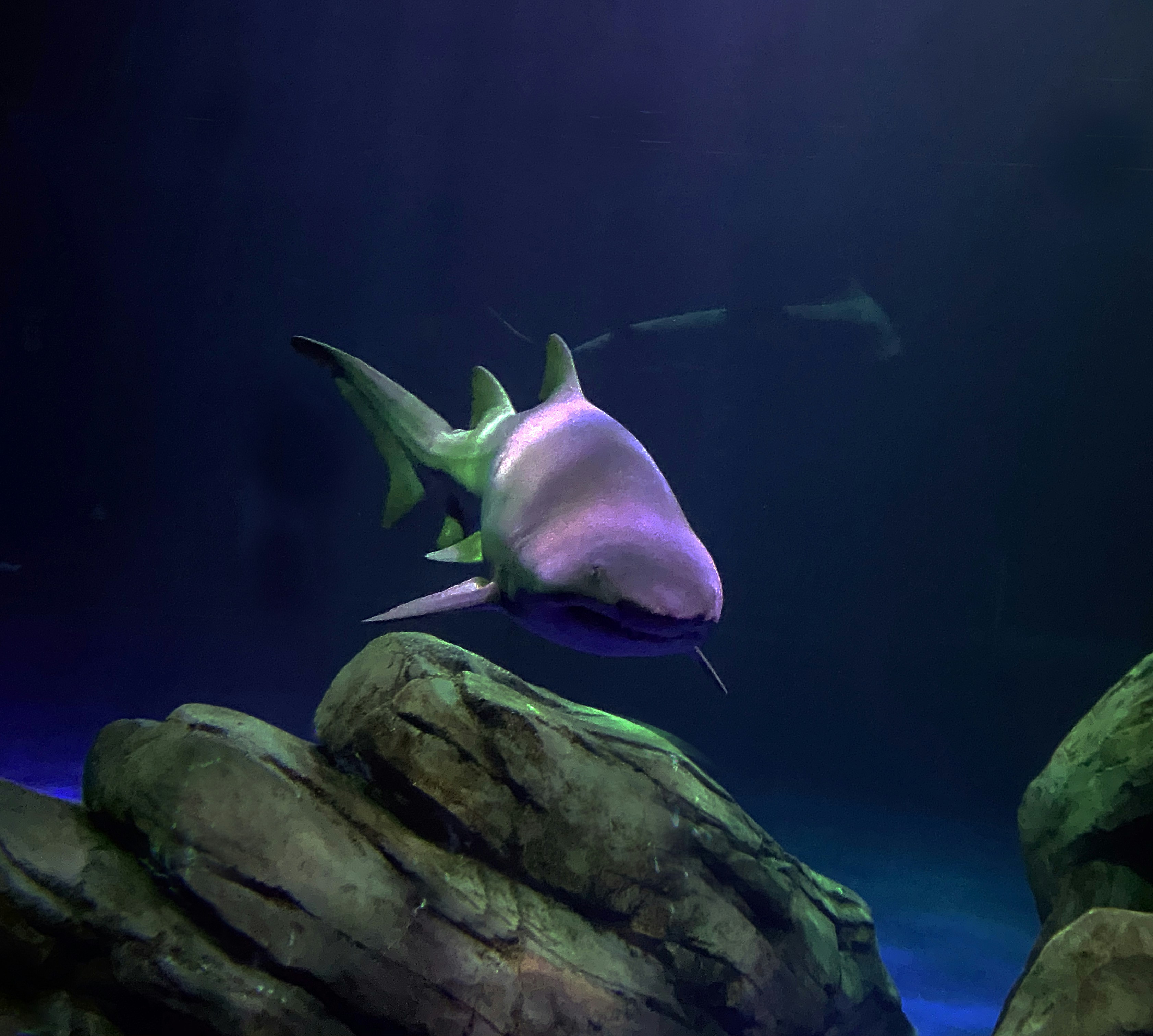 Silent Sentinel of the Deep