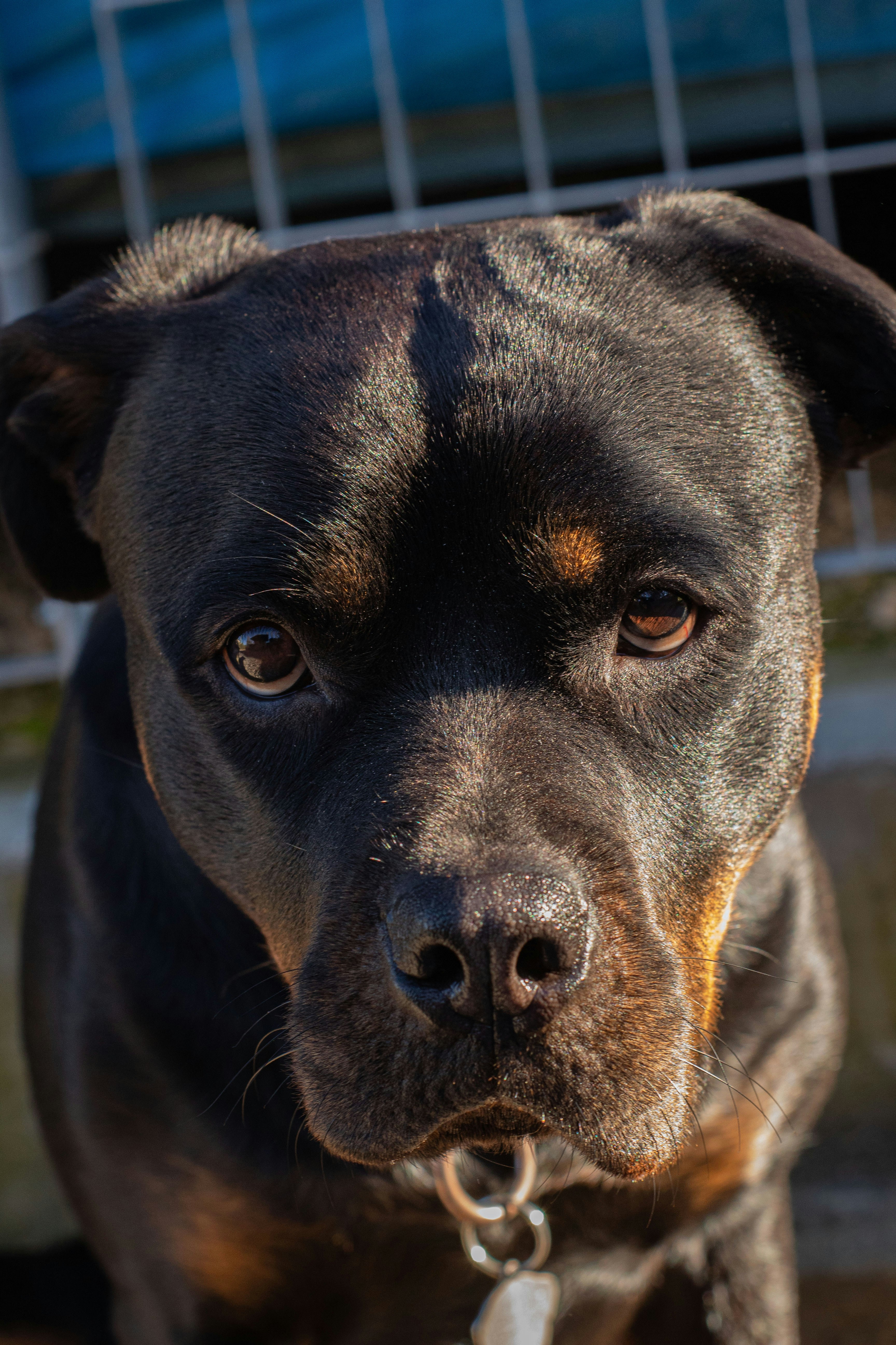 Joy (Rottweiler - 2023) | A close-up of a rottweiler dog's face.