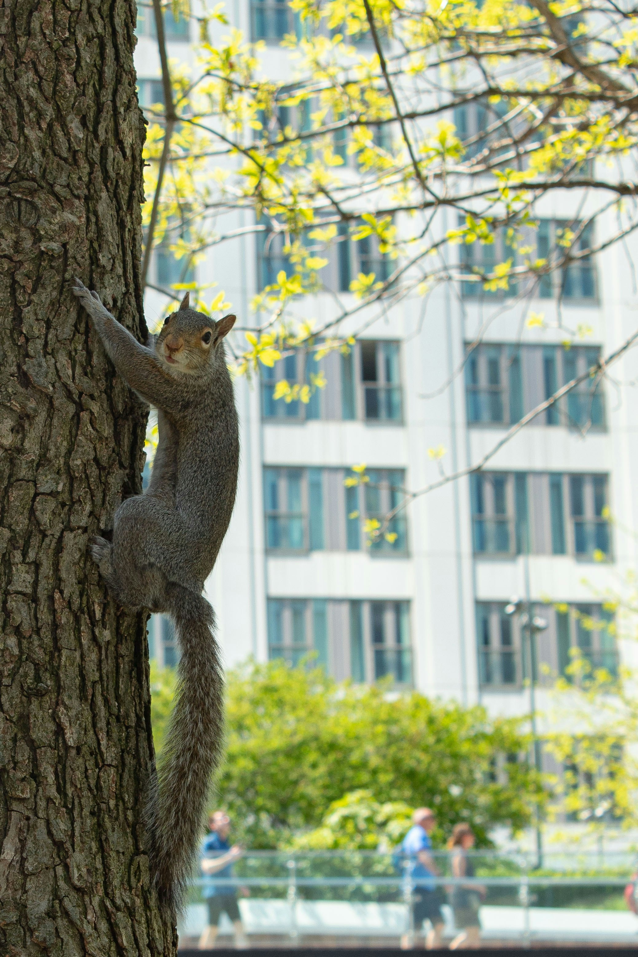 Urban Forest (Manhattan, NY - 2024) | A squirrel climbs a tree with a building behind it.