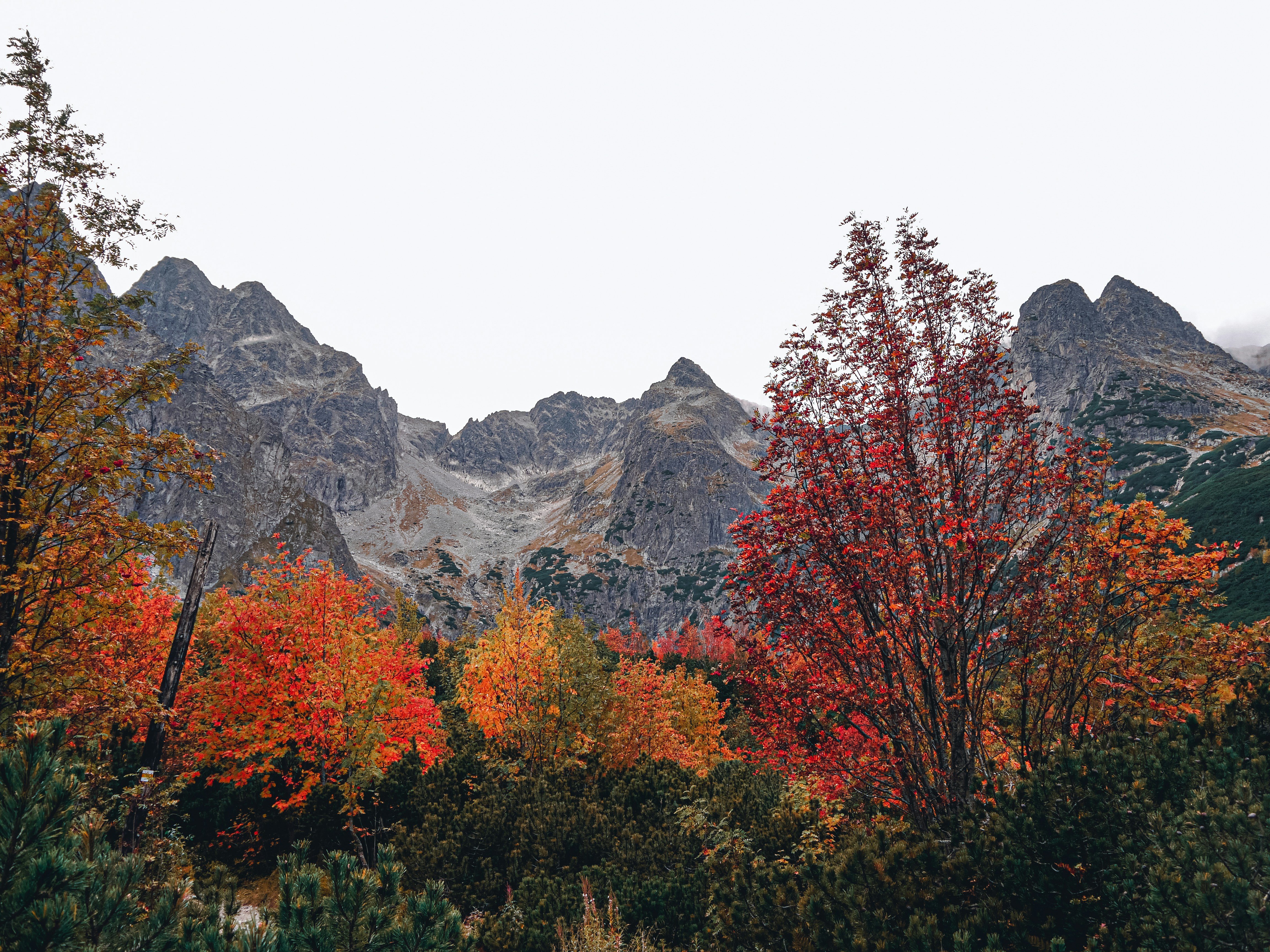 Colorful autumn trees in front of rocky mountains