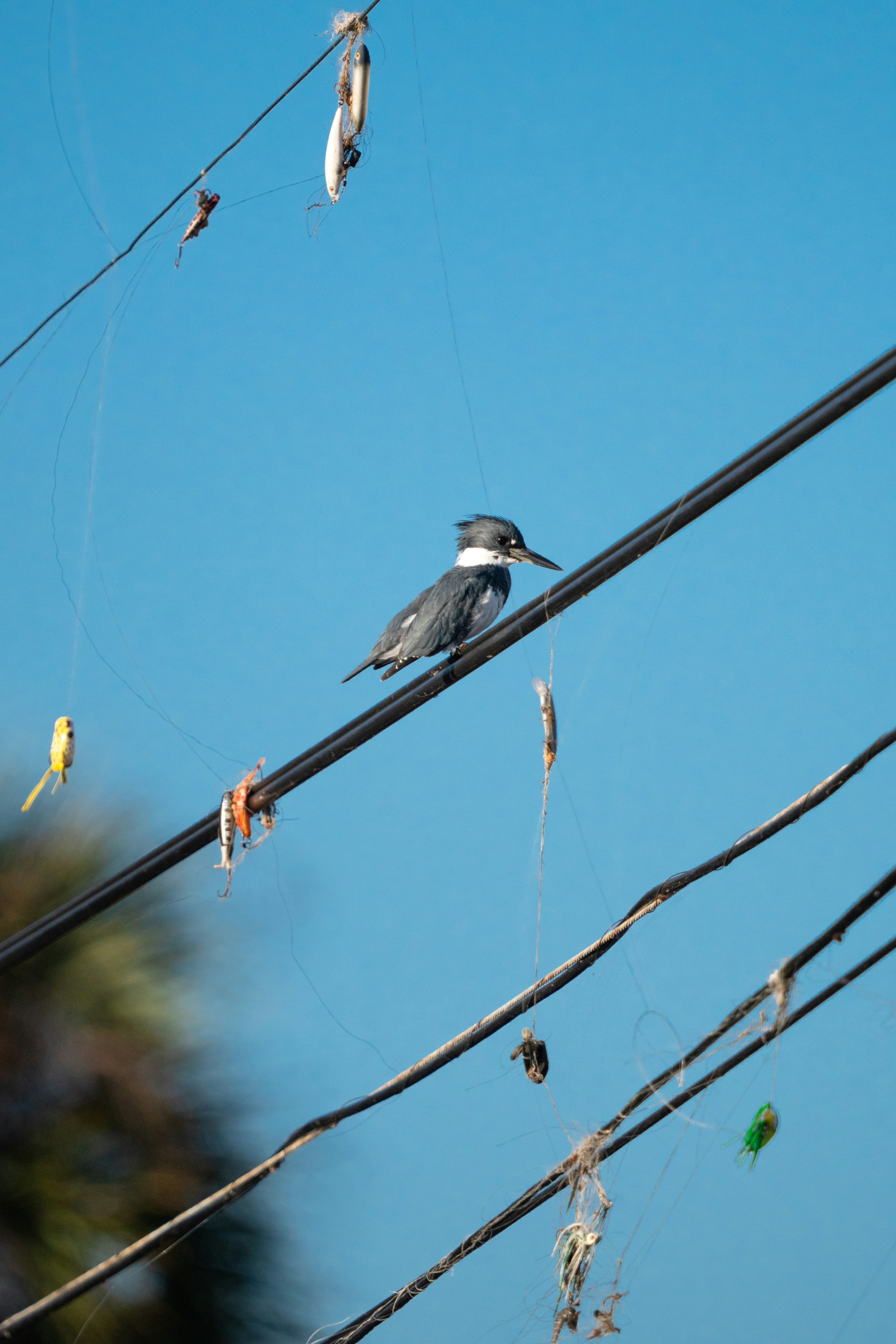Belted kingfisher perched on a power line tangled in fishing lures | A bird sits on a wire with fishing lures.