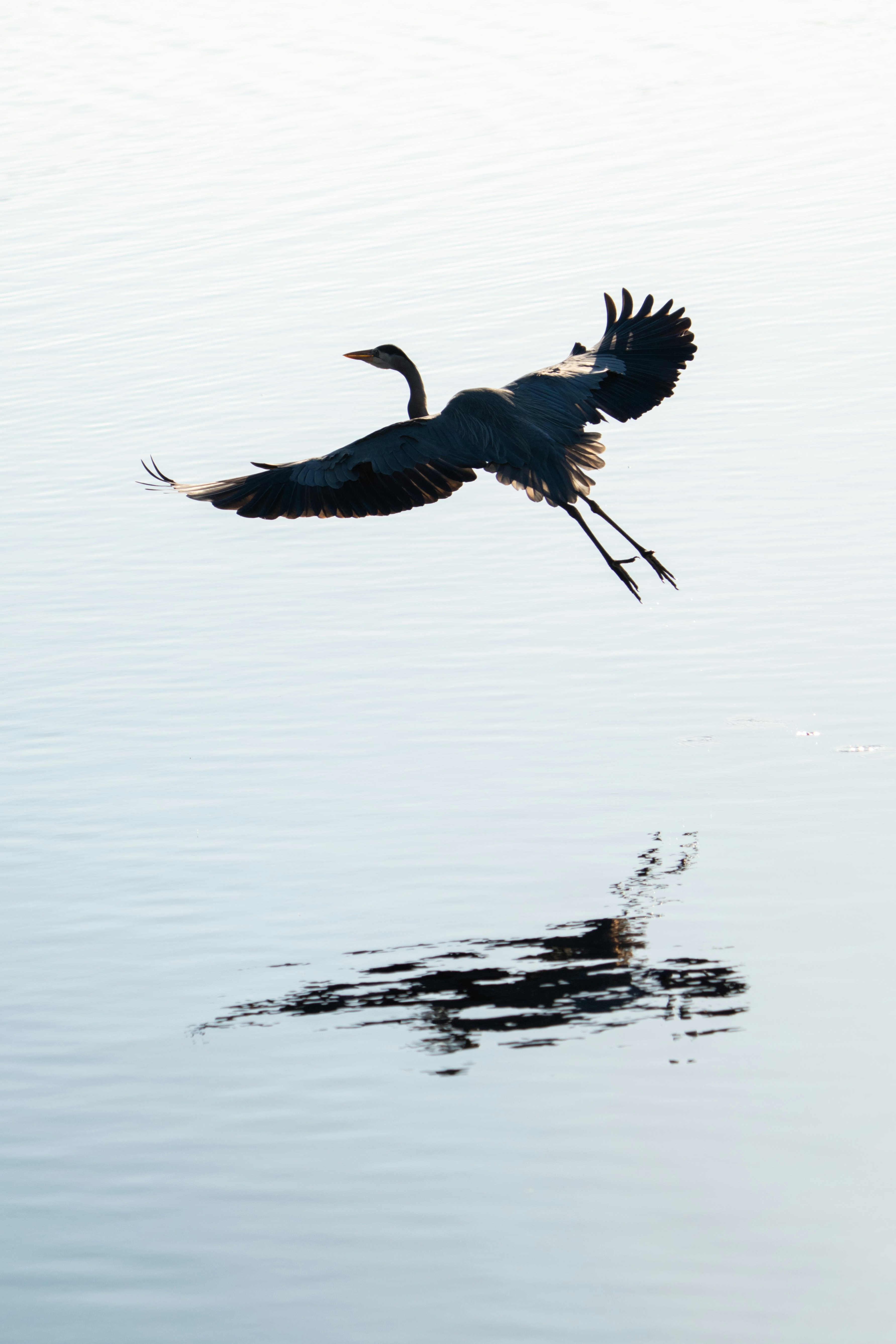 Great blue heron takes flight over calm waters | A heron takes flight over calm water